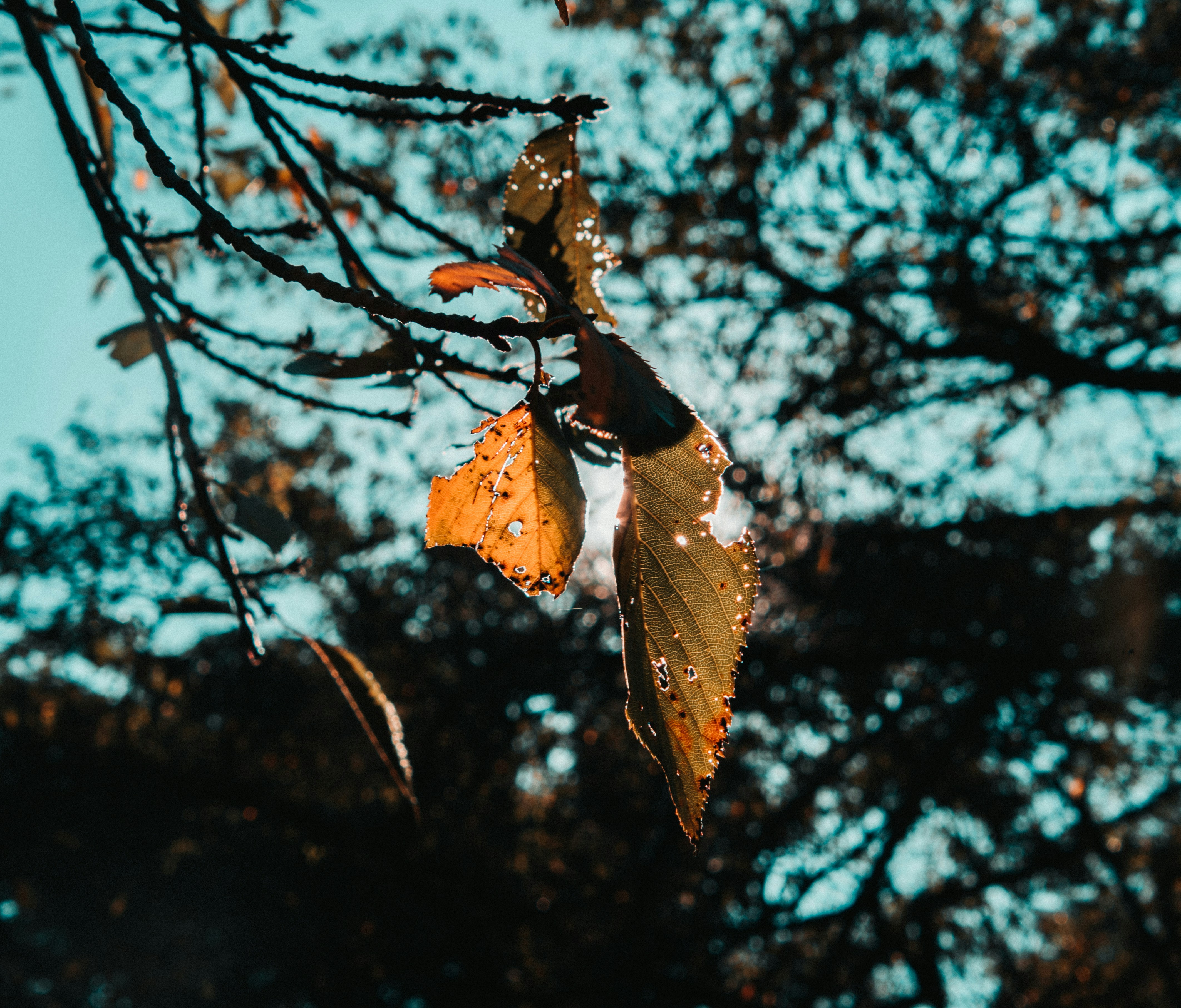 Close-up of a dew-kissed leaf hanging from a branch, illuminated by soft sunlight filtering through the trees.