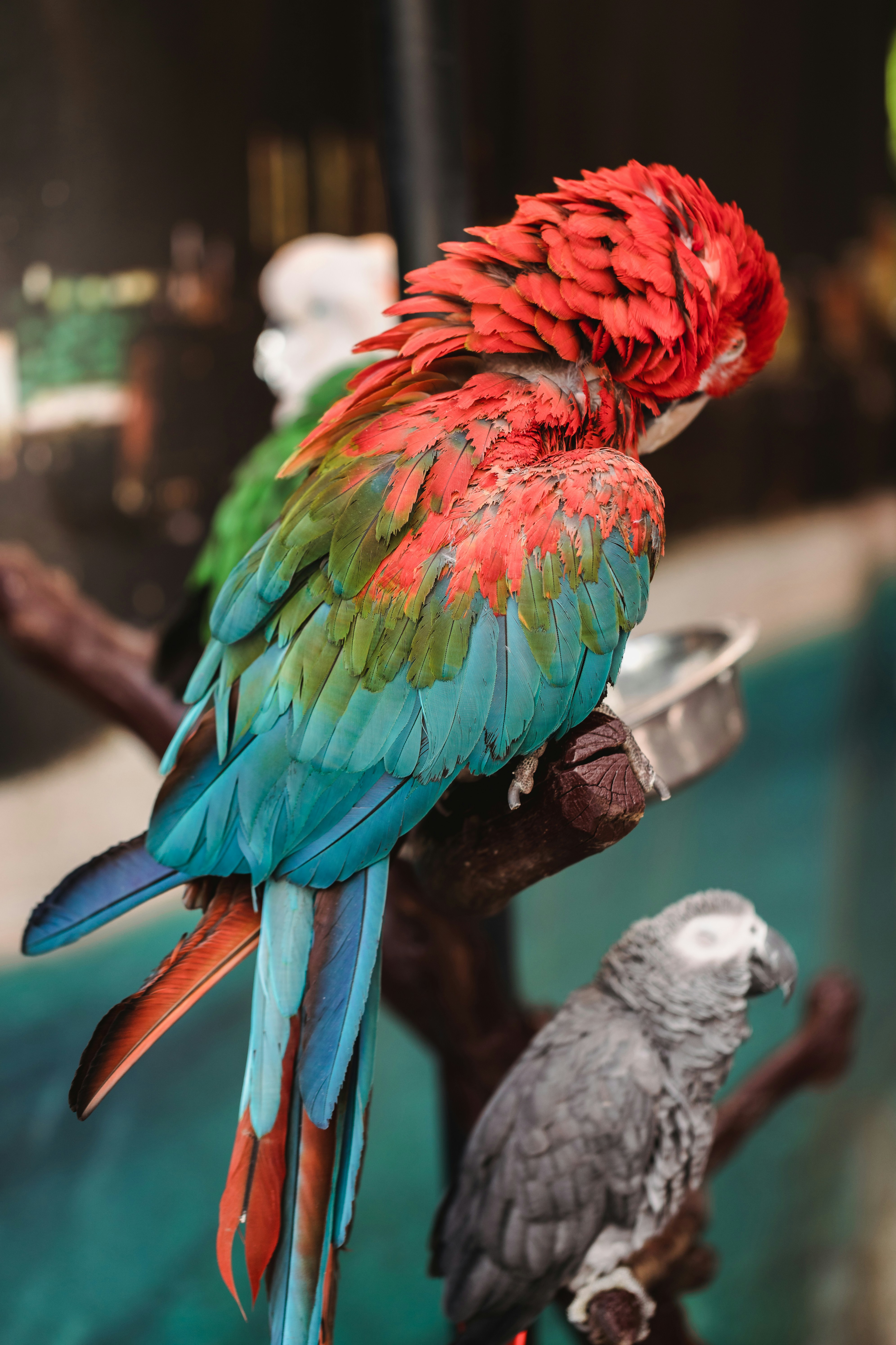 Crimson Crest, Emerald Wings: A Parrot Perched in Quiet Light