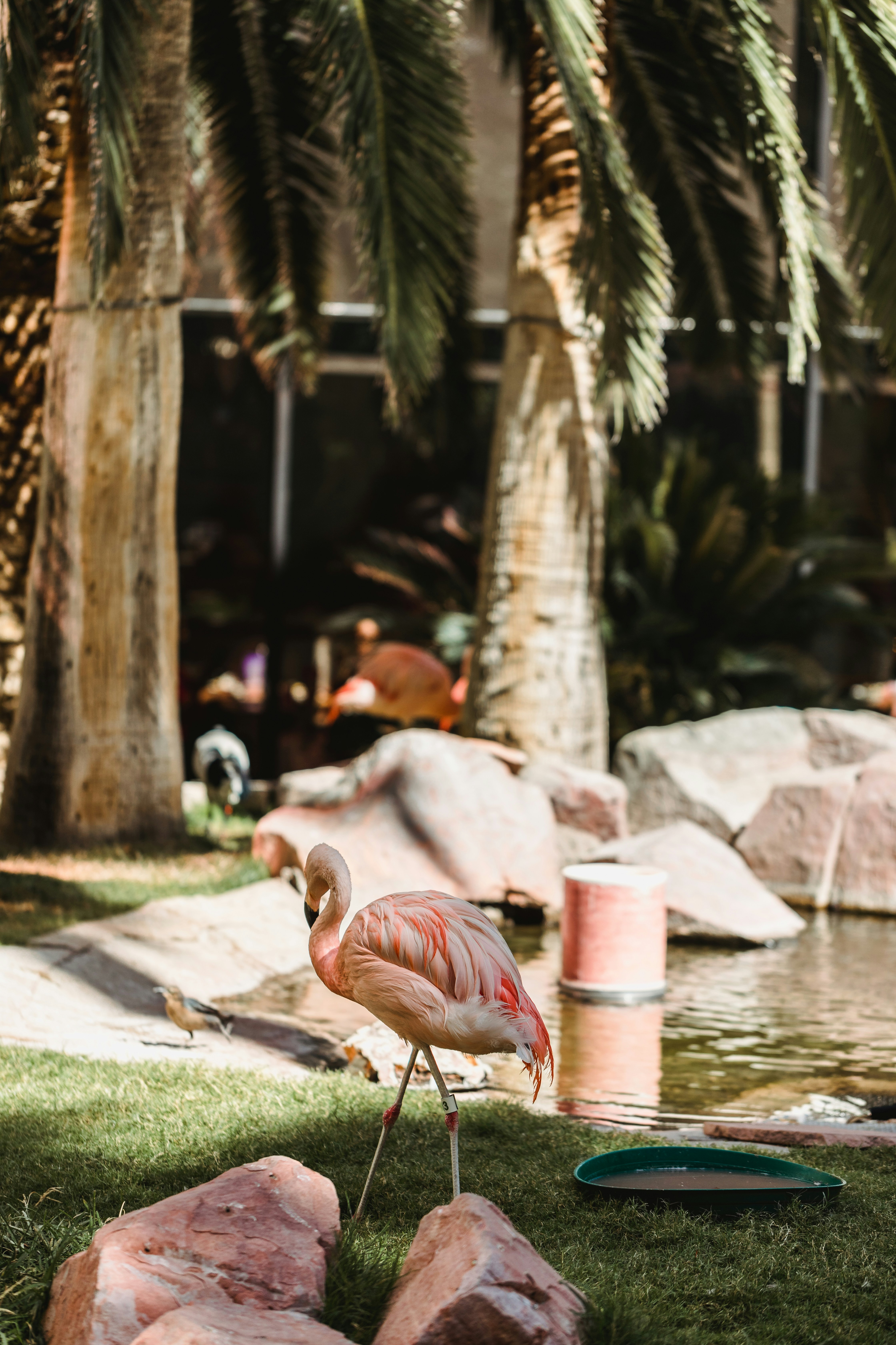 Pink flamingo near body of water photo – Free Animal Image on Unsplash