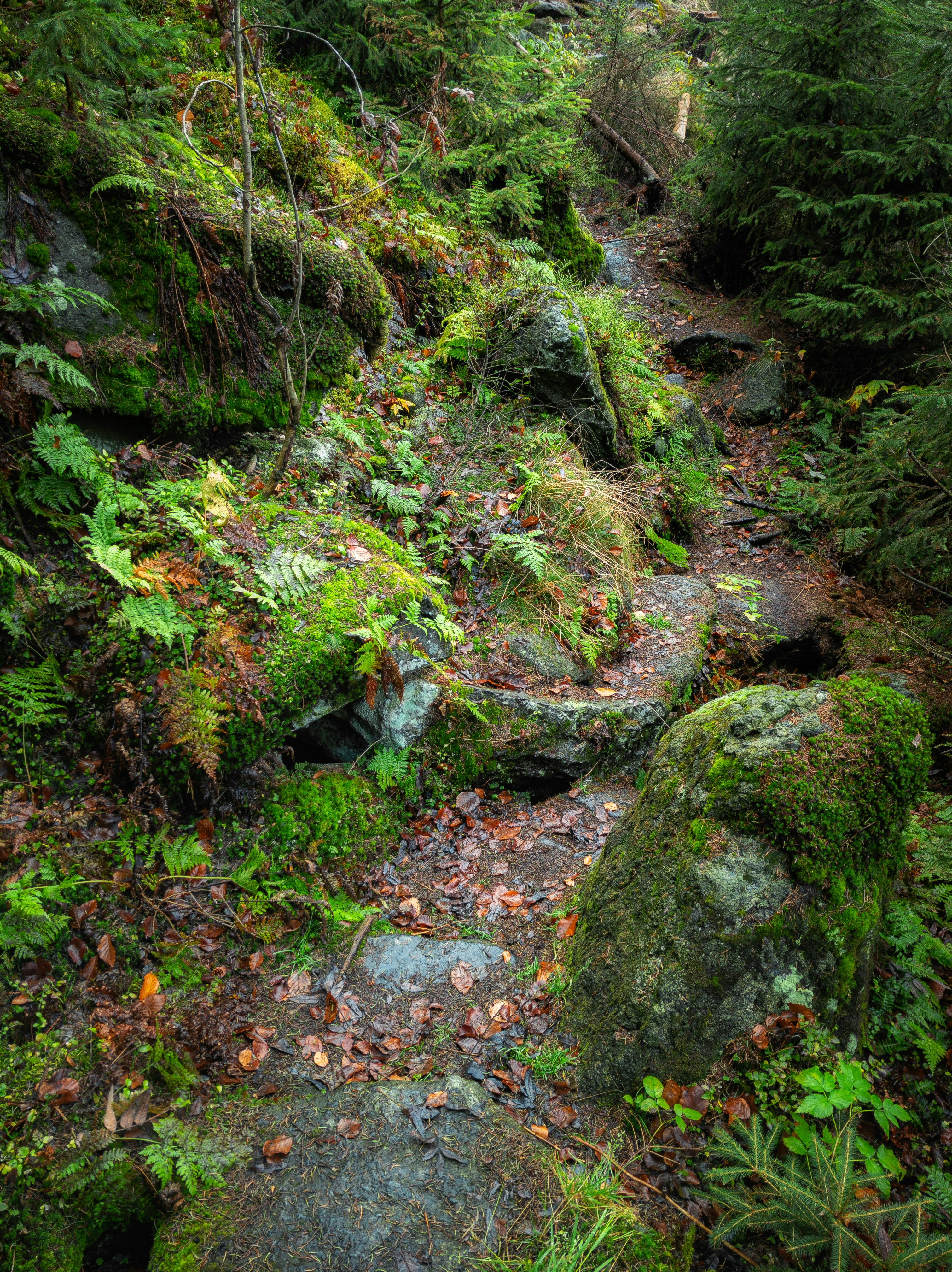 Narrow forest trail lined with moss-covered rocks and lush greenery.