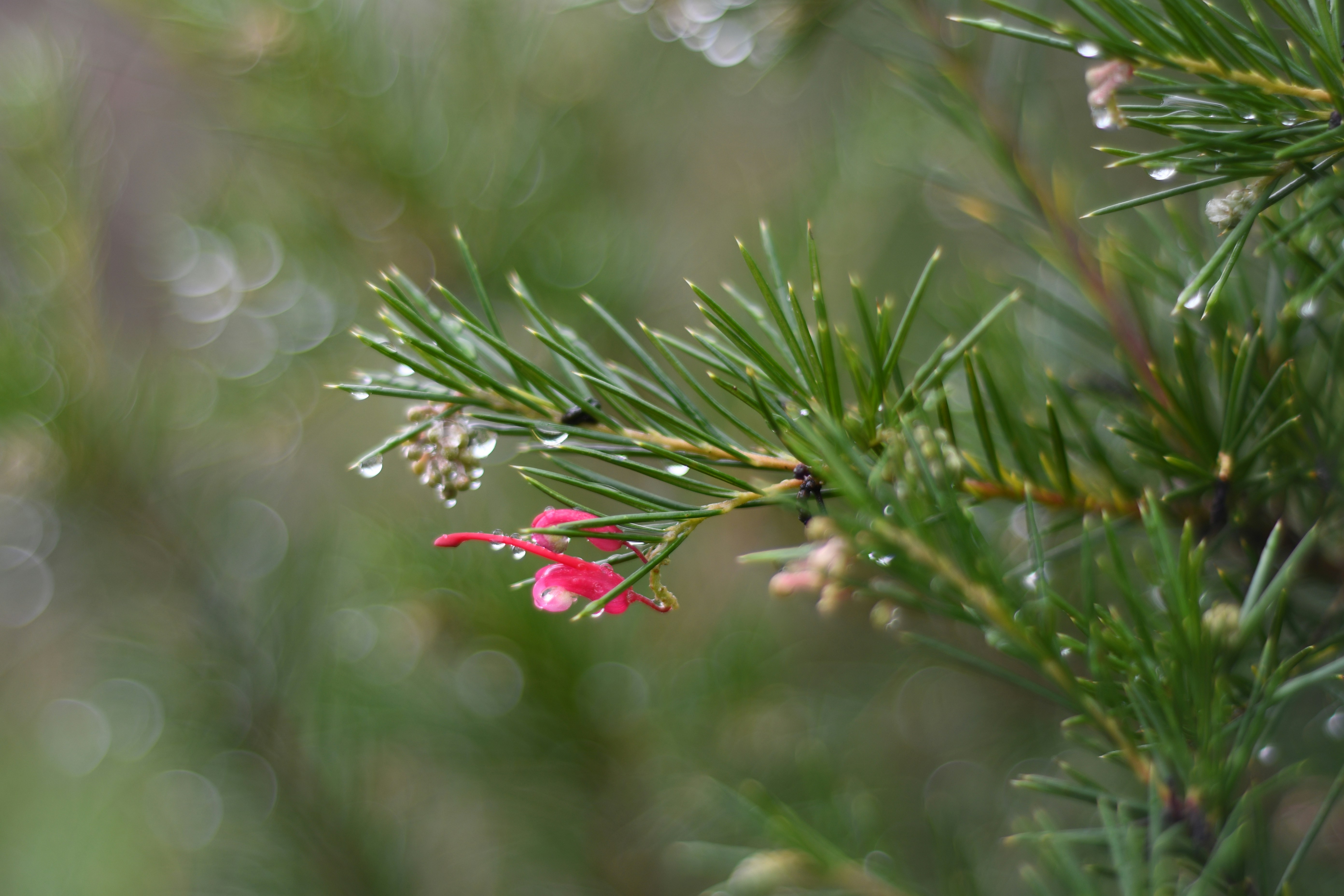 Pink Bud on Green Spikes: A Quiet Macro Moment