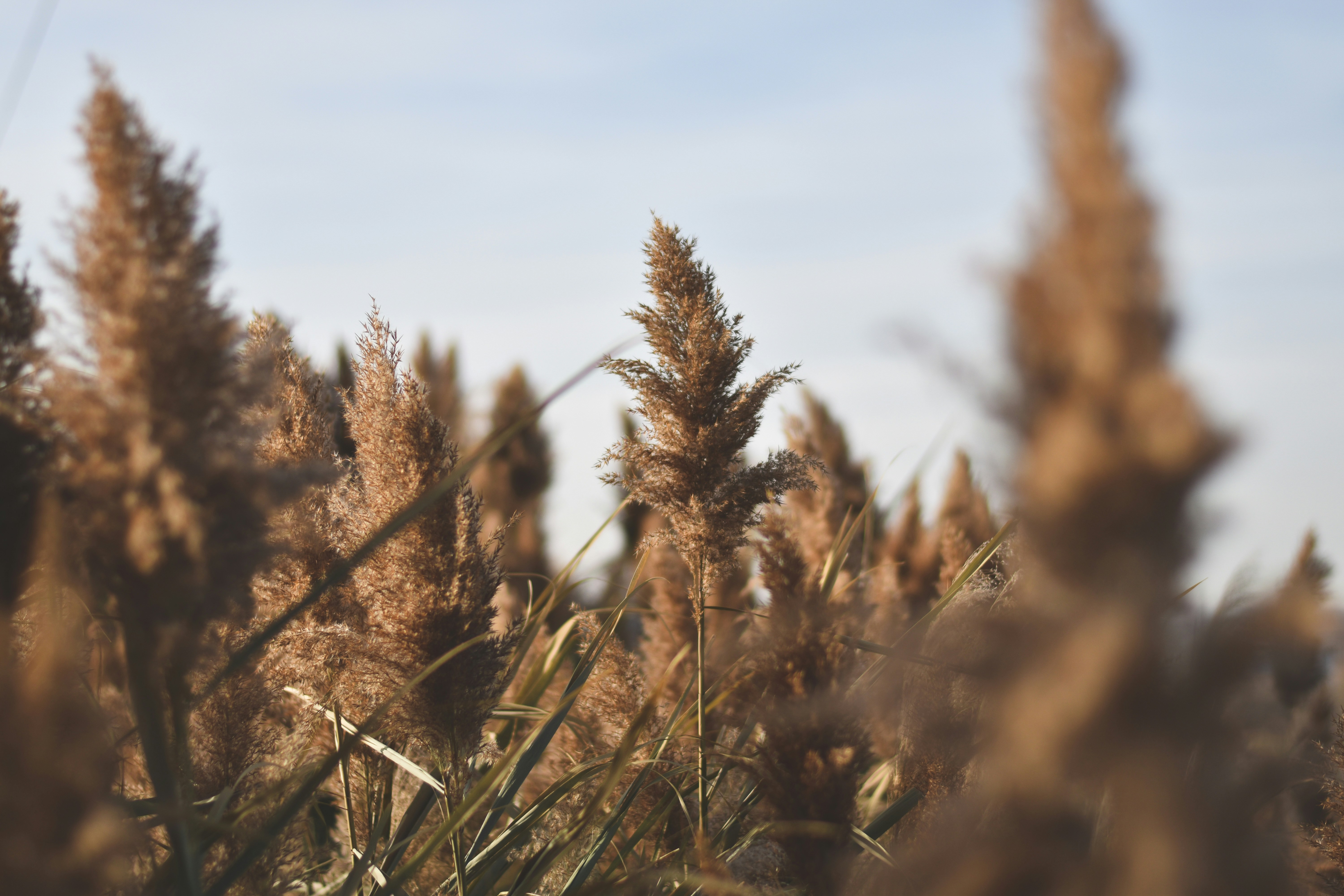 Sunlit Reed Heads in a Quiet Field at Golden Hour