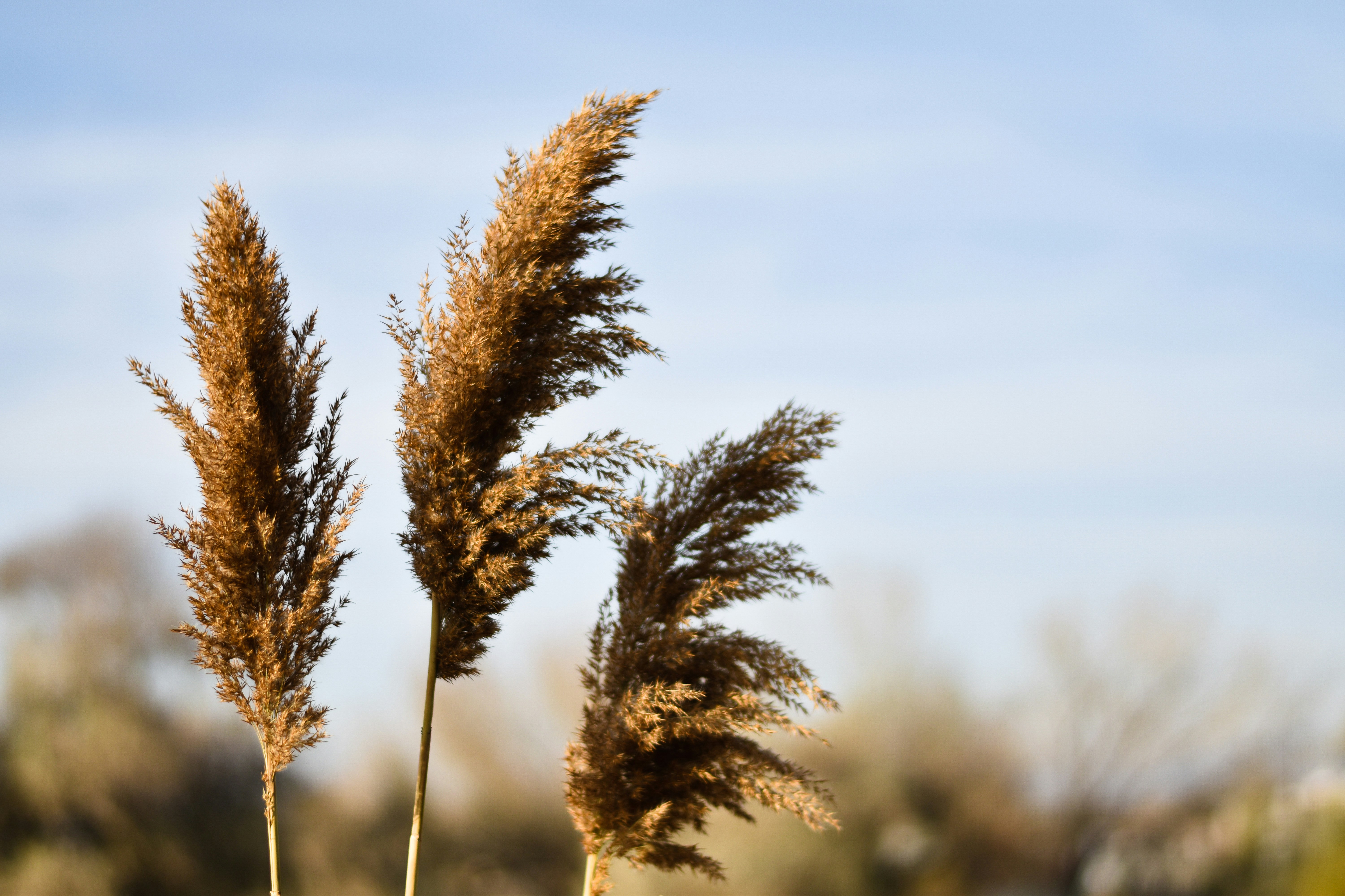 Amber Reeds in a Quiet Sunlit Prairie