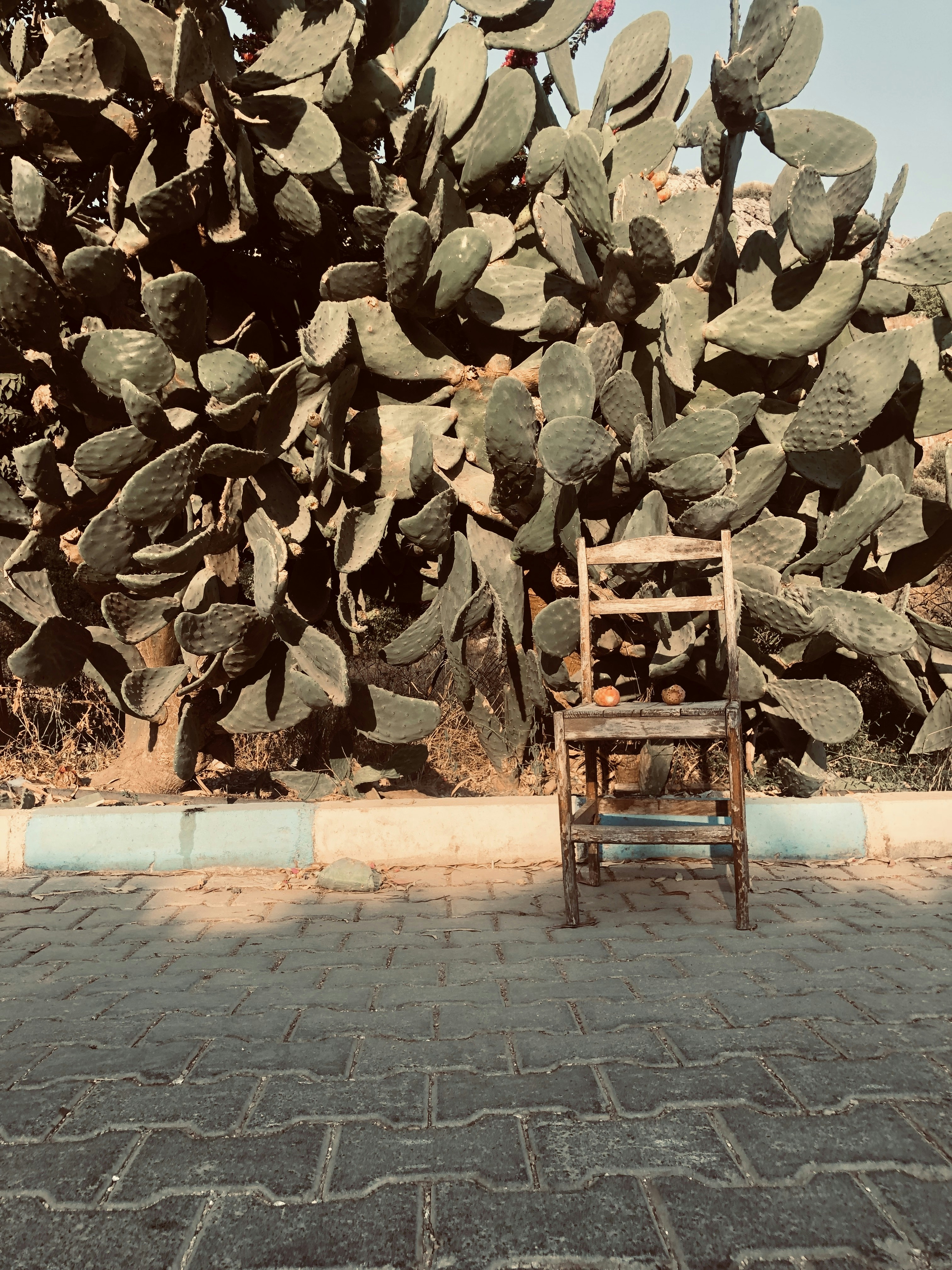 Solitary Chair Under a Cactus Wall at Golden Hour