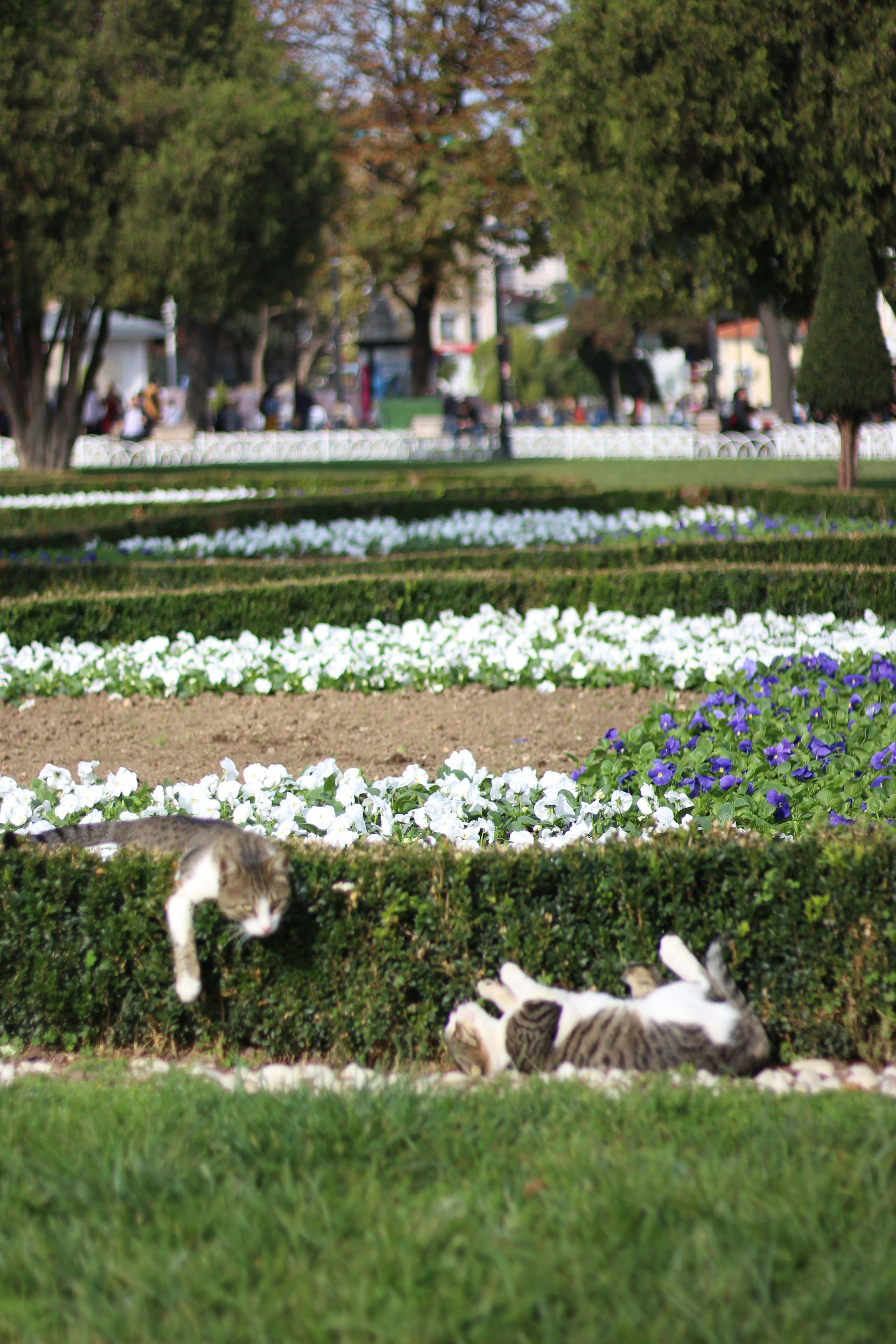Tabby cats on hedge and grass photo – Free Flower Image on Unsplash