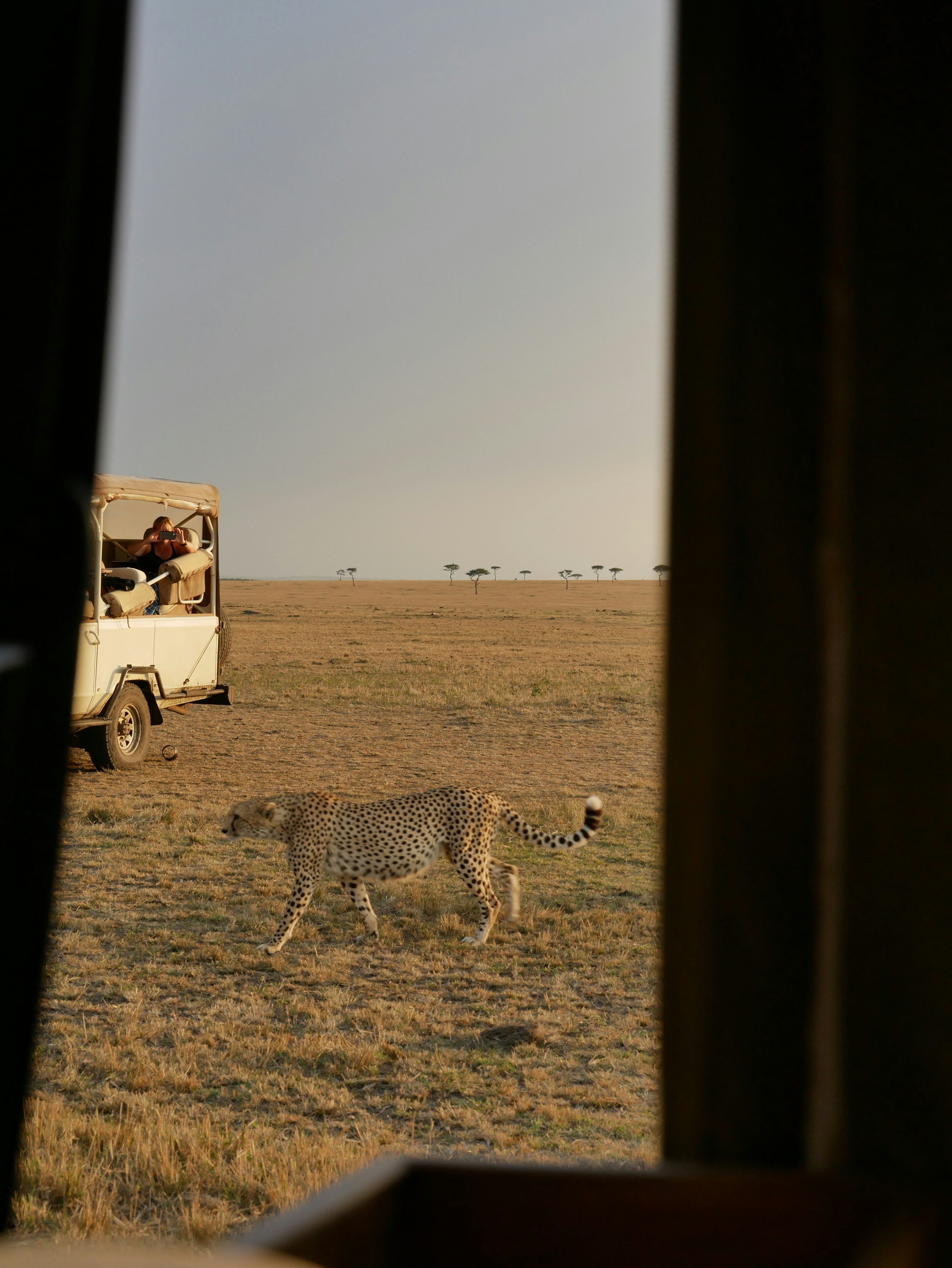 Cheetah walks across sunlit savanna framed by a doorway, with a safari vehicle and onlookers visible in the left foreground.
