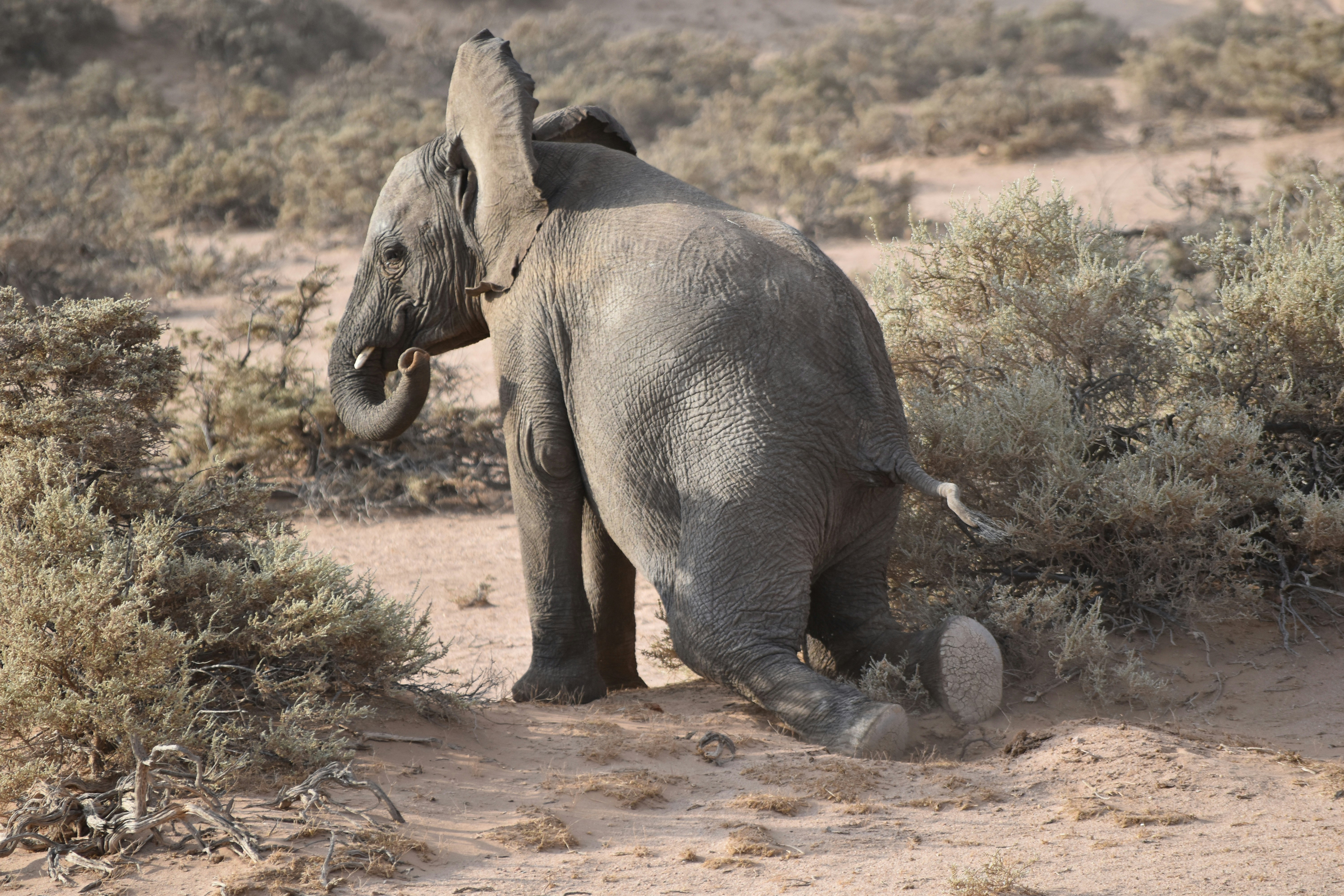 Dustbound Goliath: An Elephant Pauses in Arid Scrub