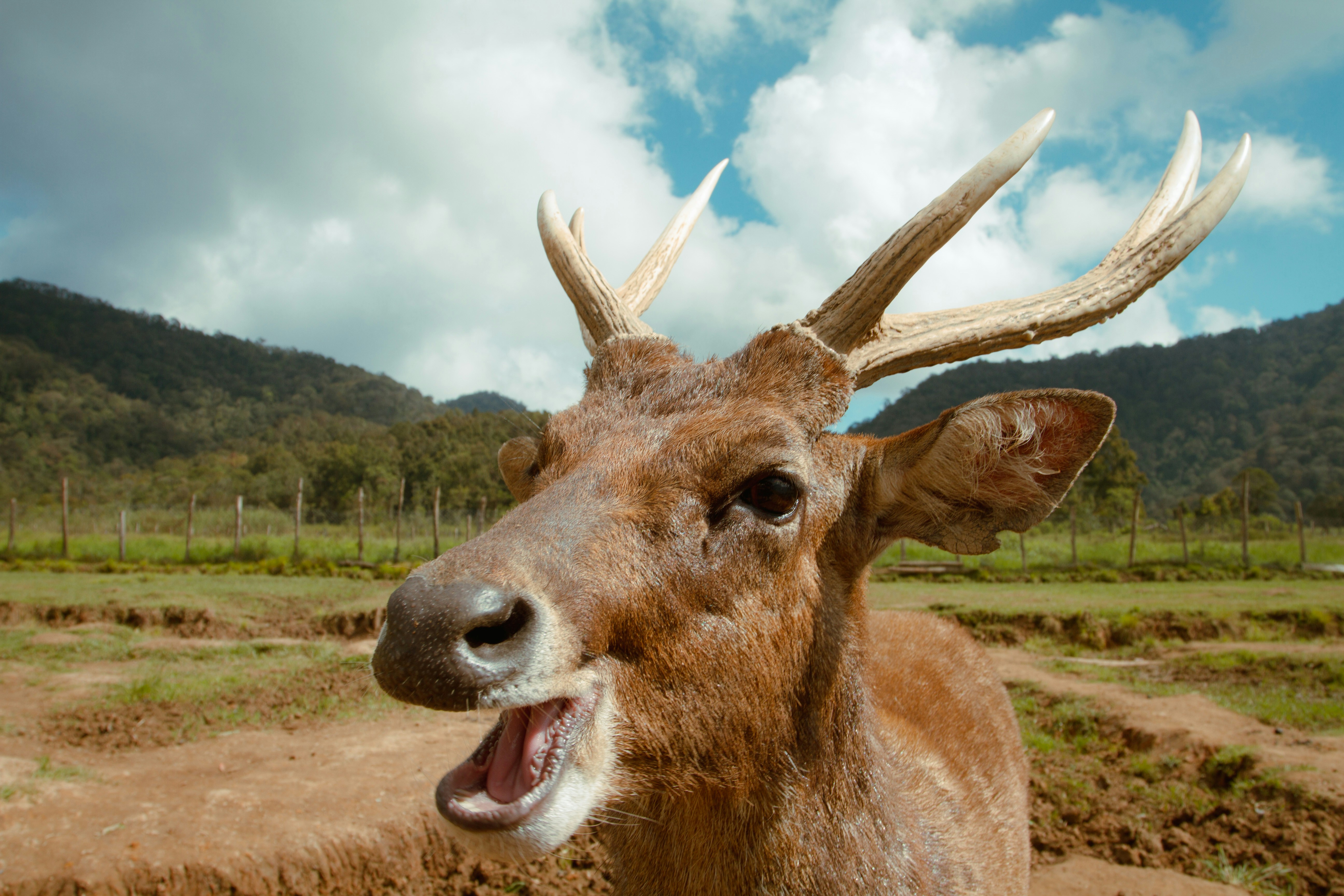 Majestic Antlers Amidst Rolling Hills