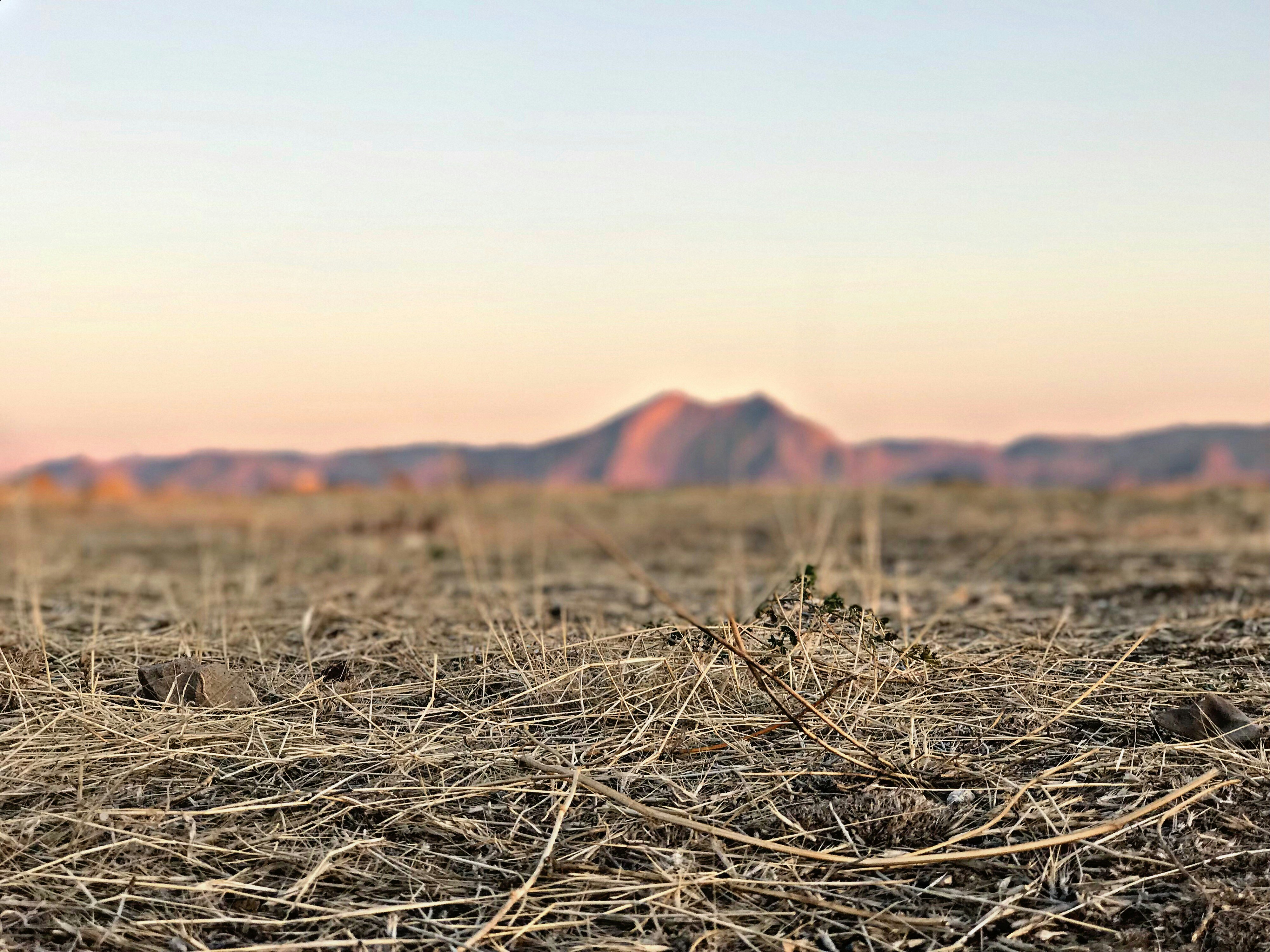 Dune Grasp at Sunset: Quiet Horizon over a Sea of Dry Grass