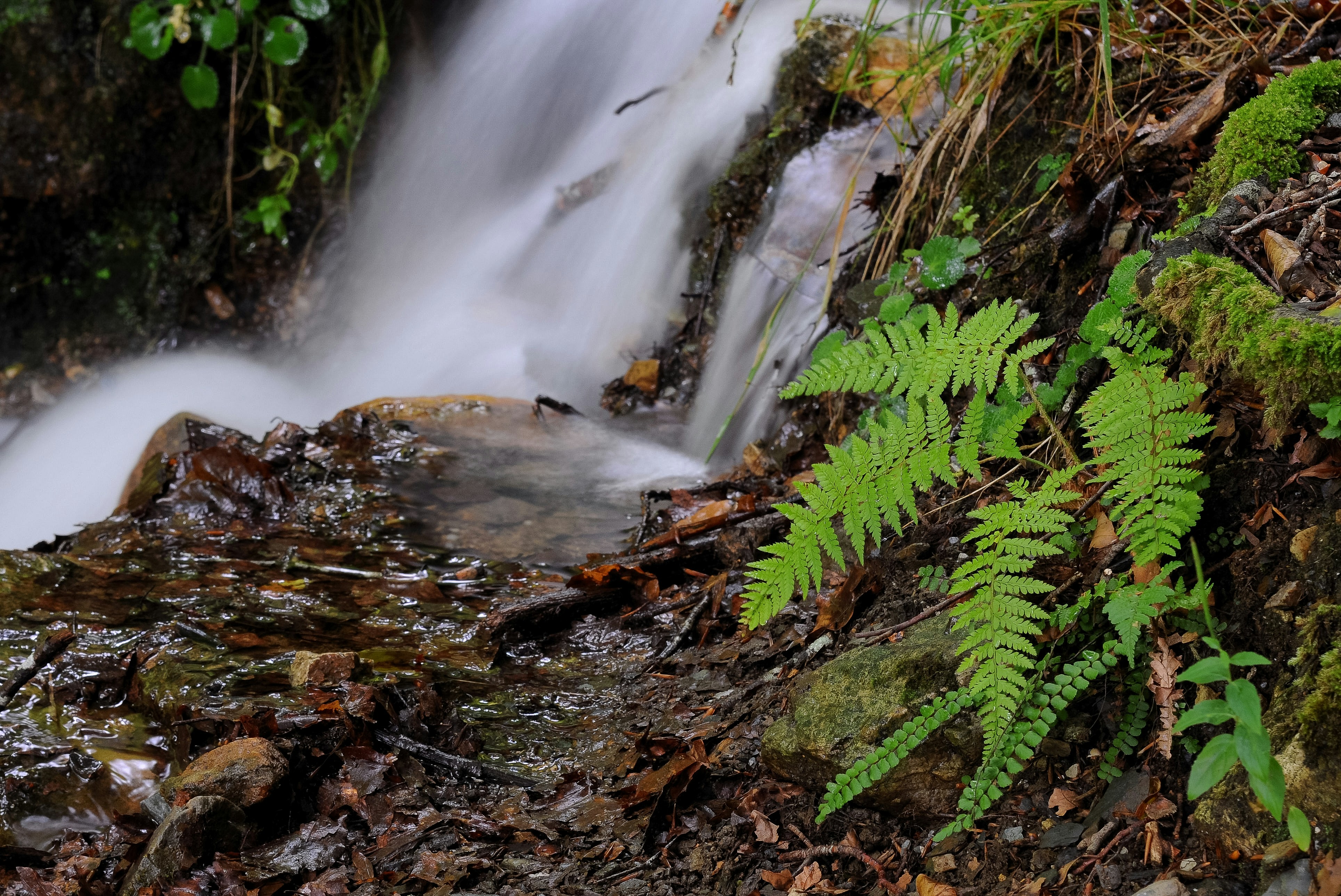 A vibrant green fern stands beside a softly flowing stream, with water cascading over rocks in a serene woodland setting.
