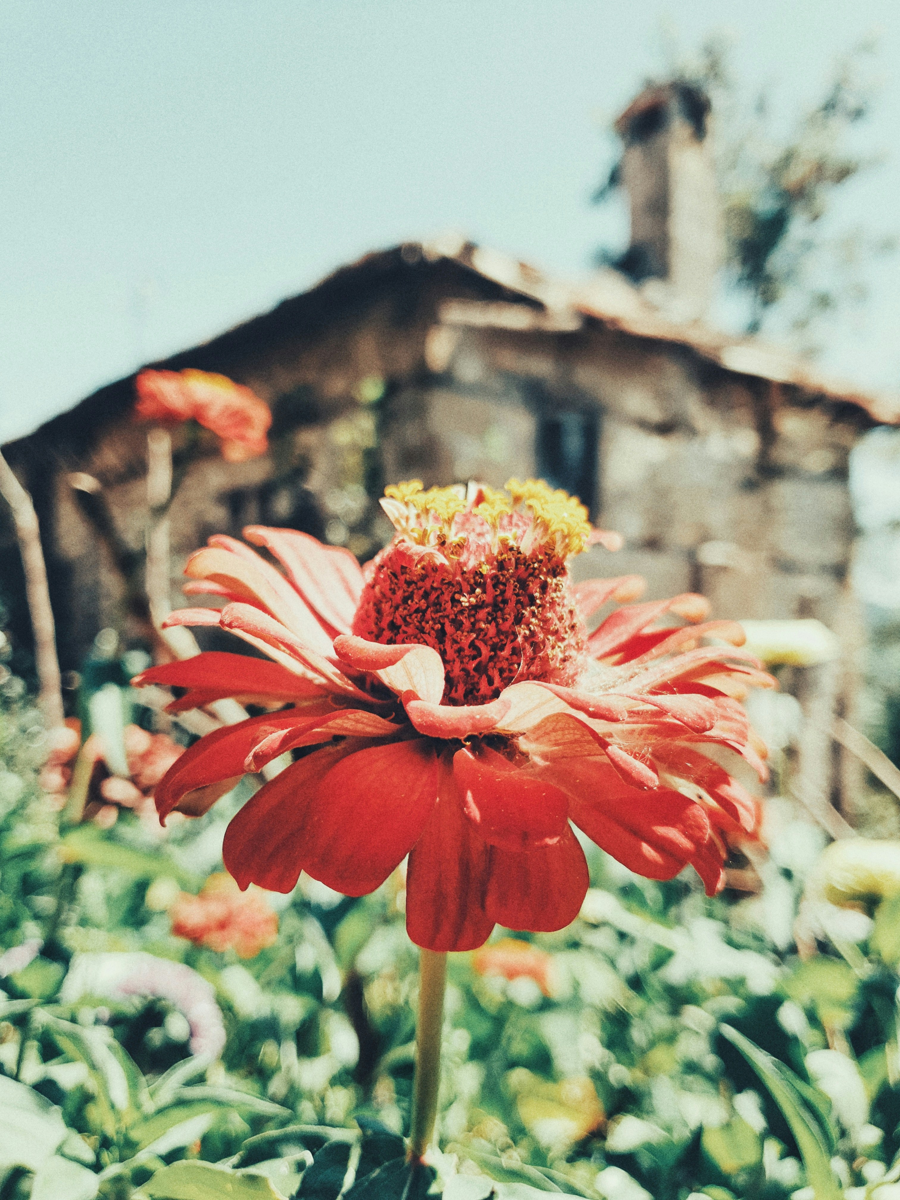 Crimson Bloom in a Sunlit Garden