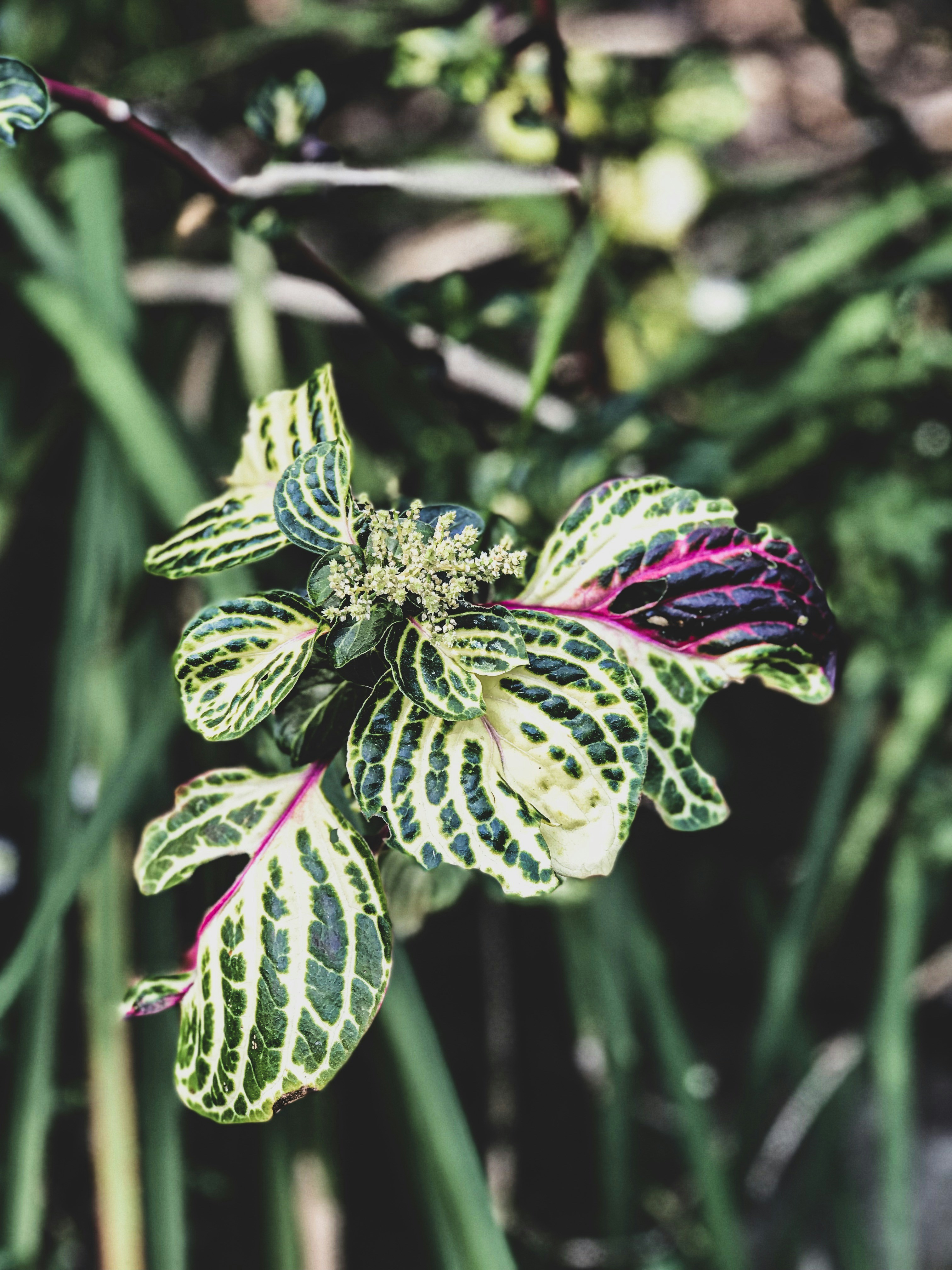 Variegated Leaf Focal: A Close-Up of Color and Texture
