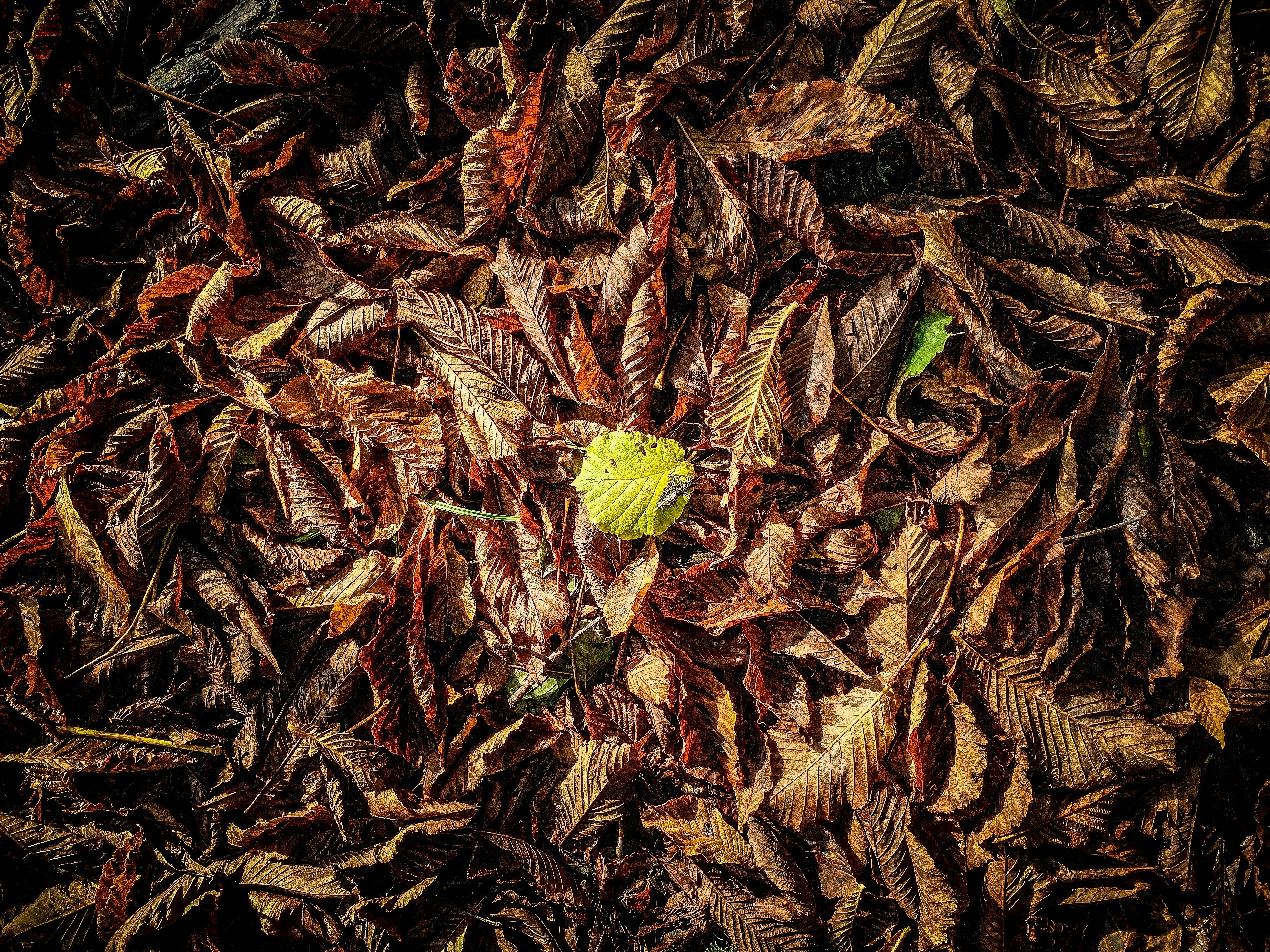 dried leaves