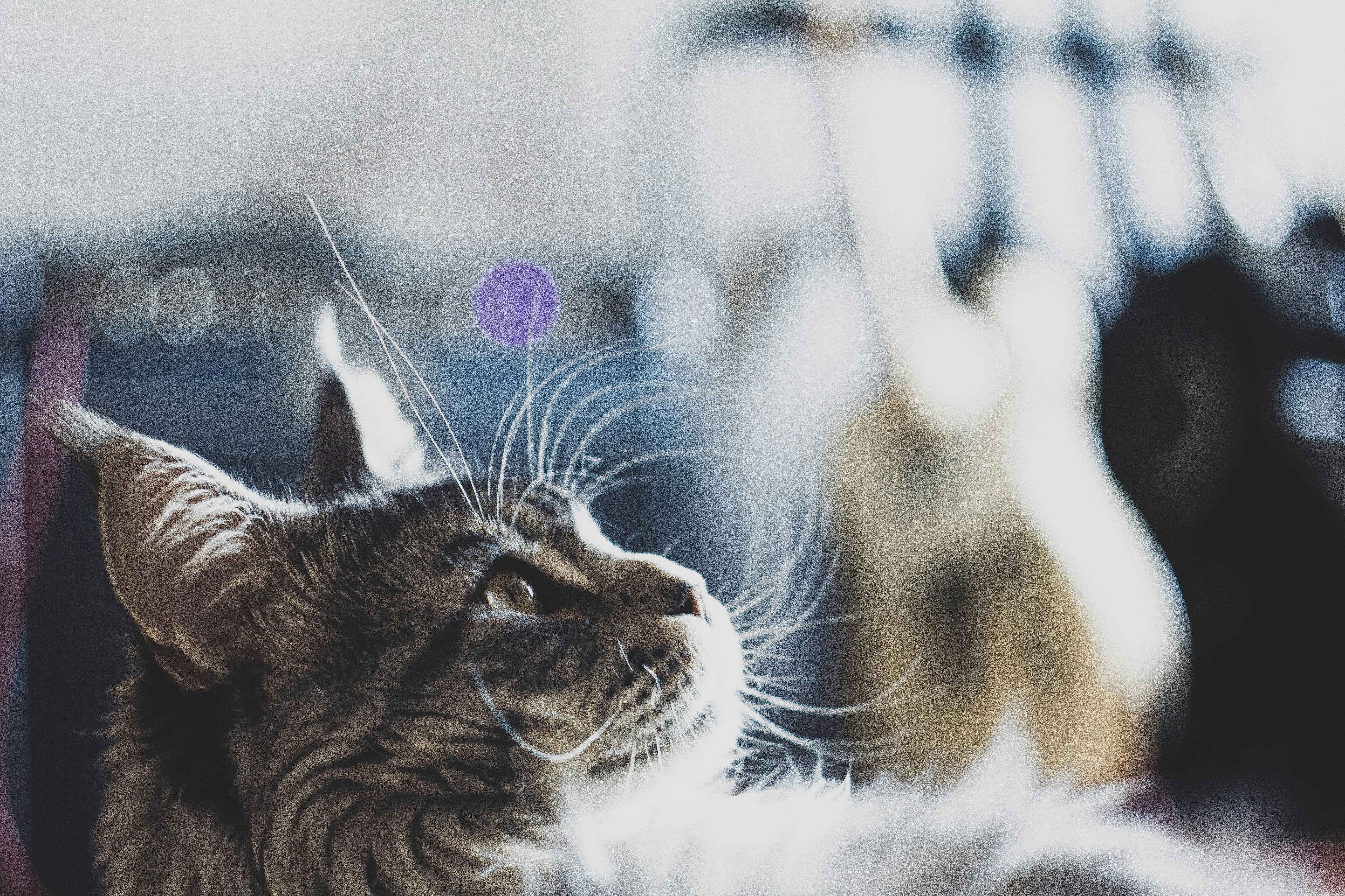 Whiskered Gaze: Curiosity in a Quiet Corner