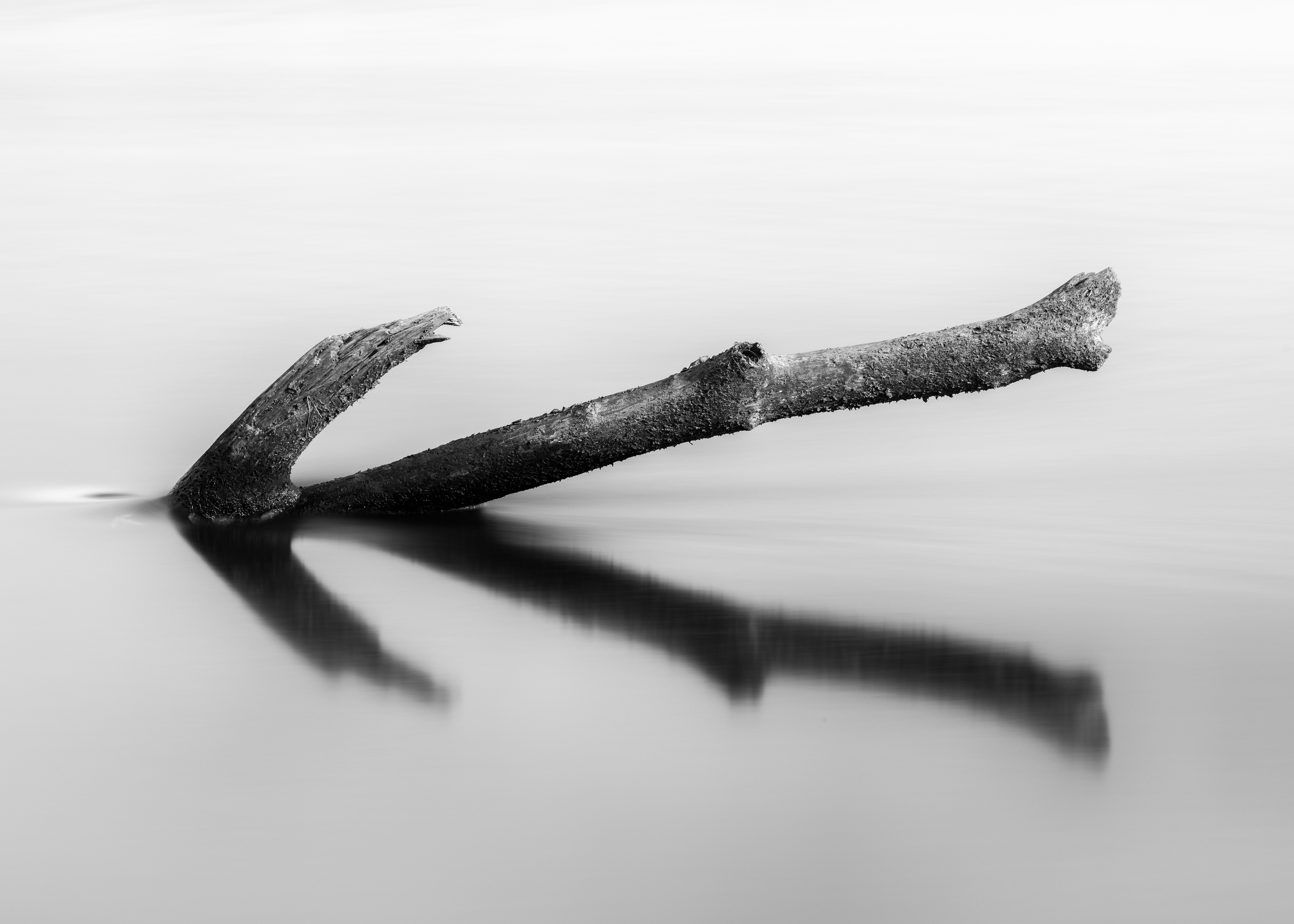 Grayscale photograph of a tree branch partially submerged in water with its reflection creating a symmetrical effect.