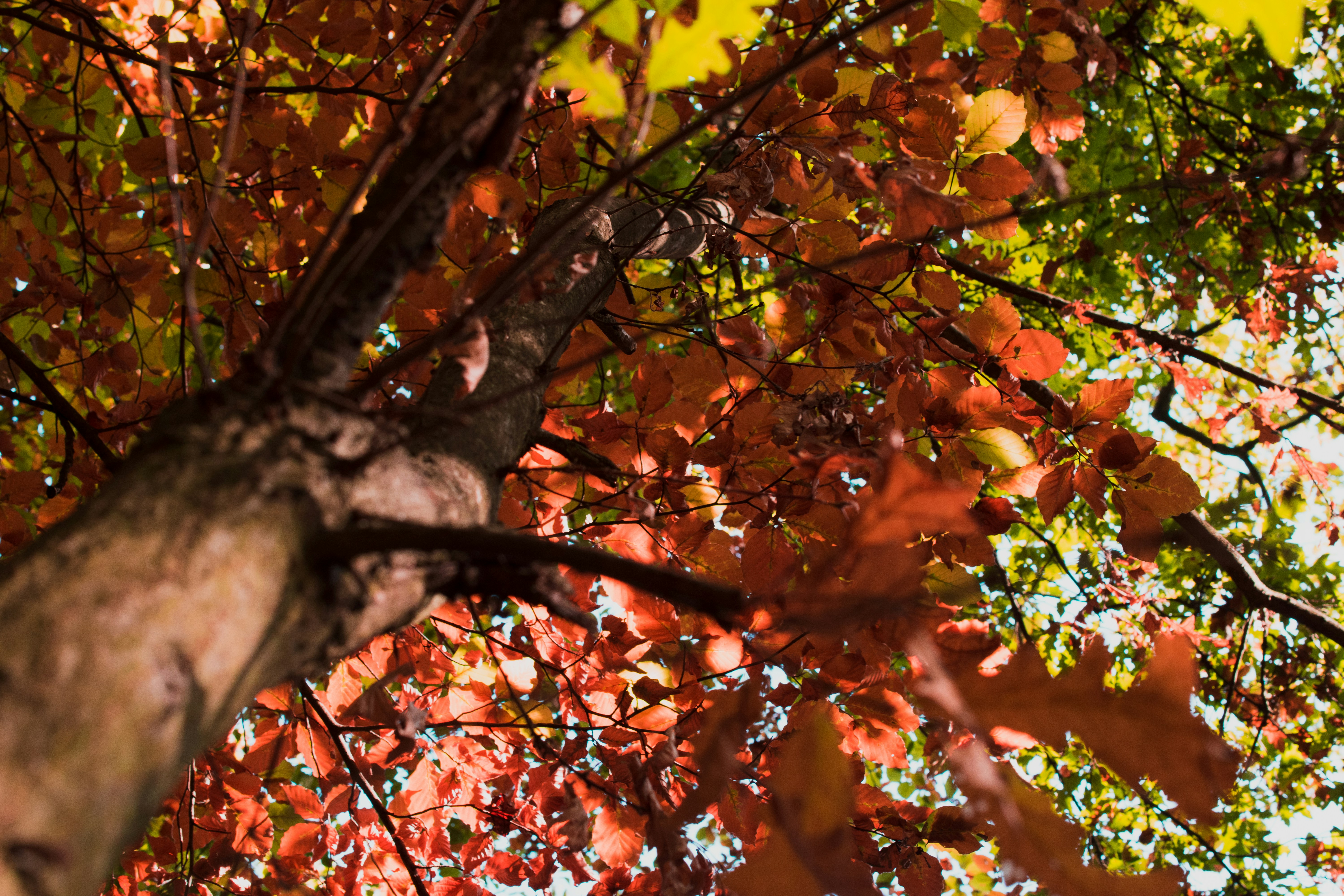 Crimson Canopy: An Upward Glimpse into Autumn's Red Glow