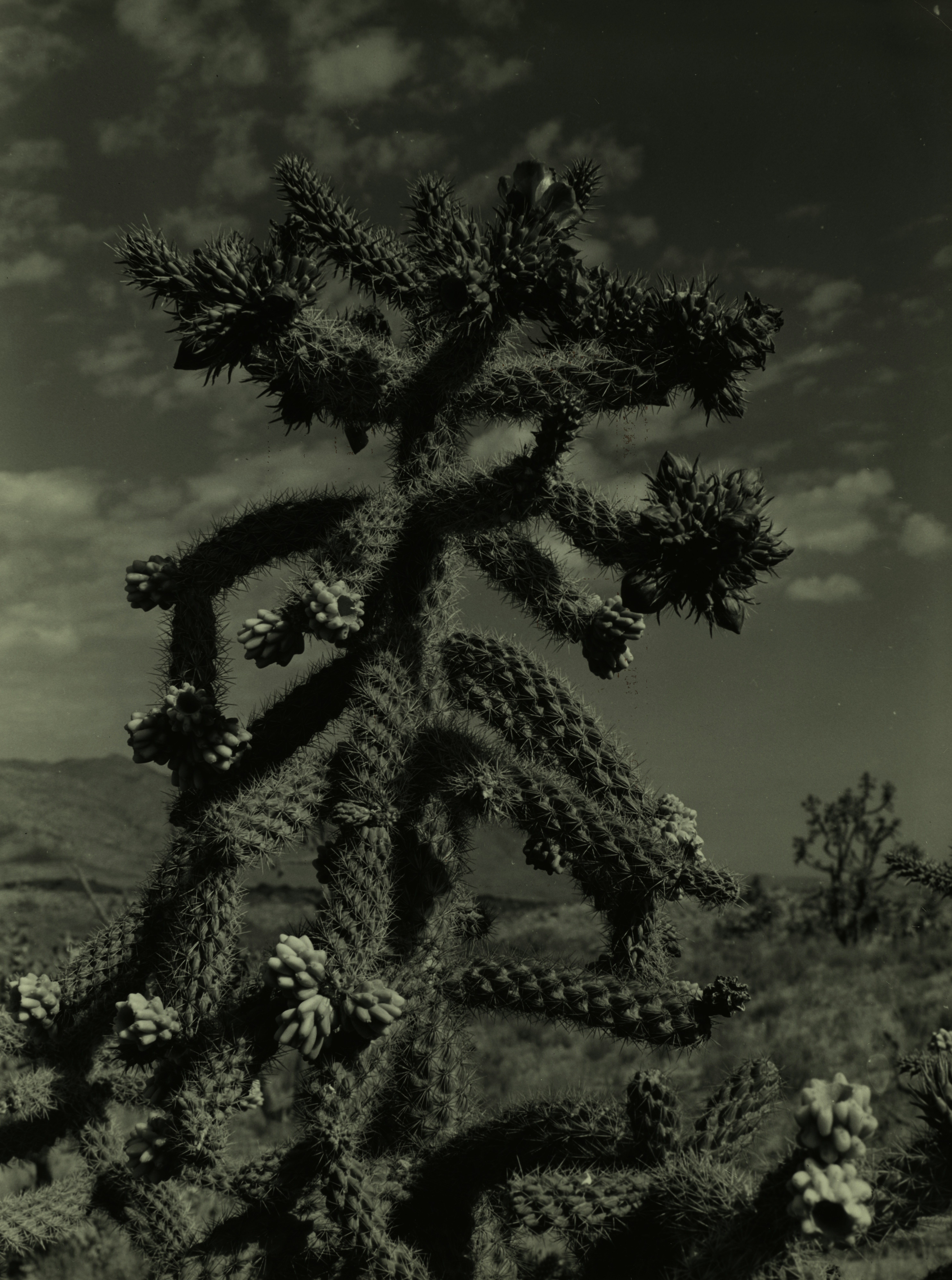 Black-and-white photograph of a gnarled cholla cactus with knobby, multi-branch arms and budding tips against a vast desert backdrop.