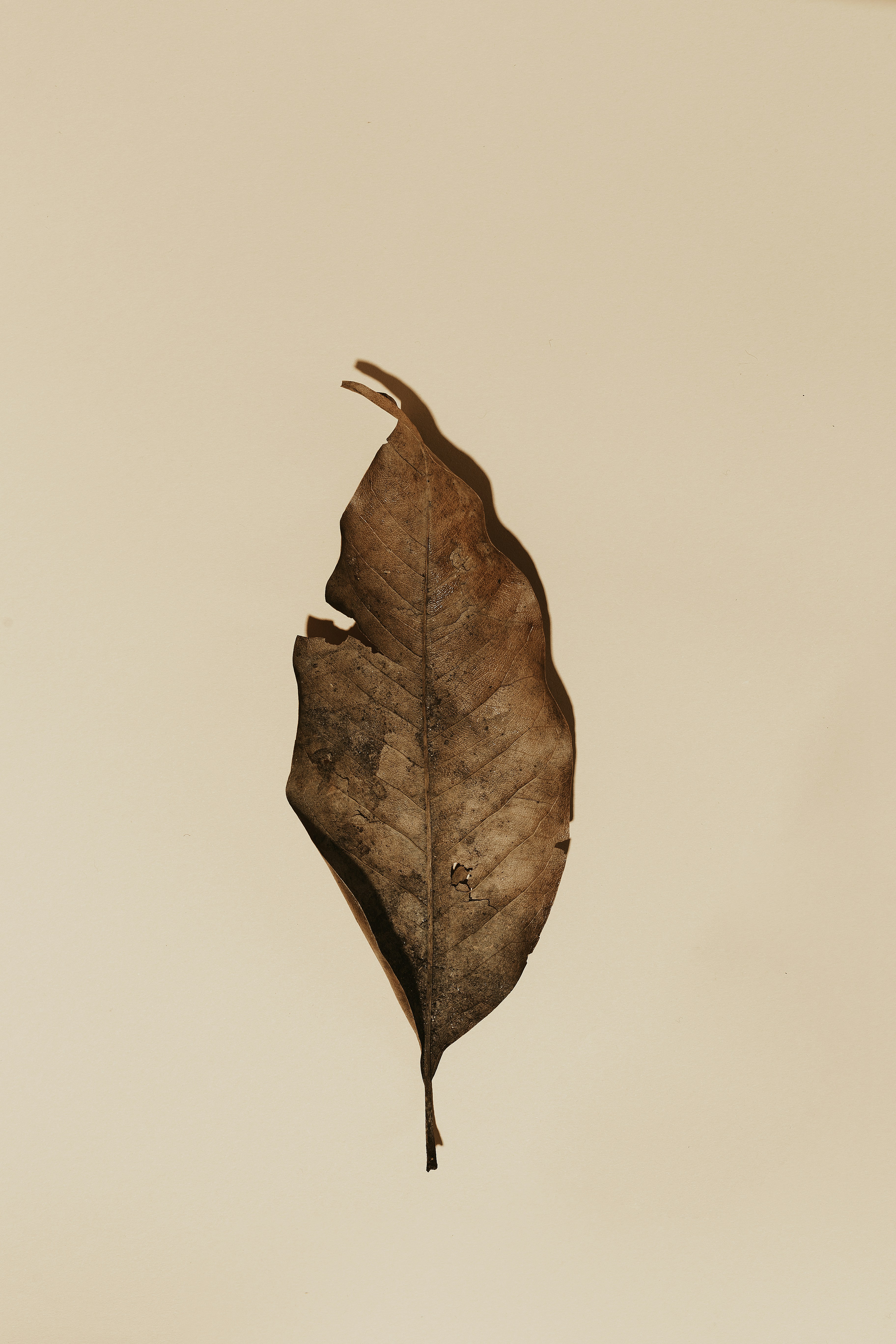 Dead Leaf Pictures | Download Free Images on Unsplash