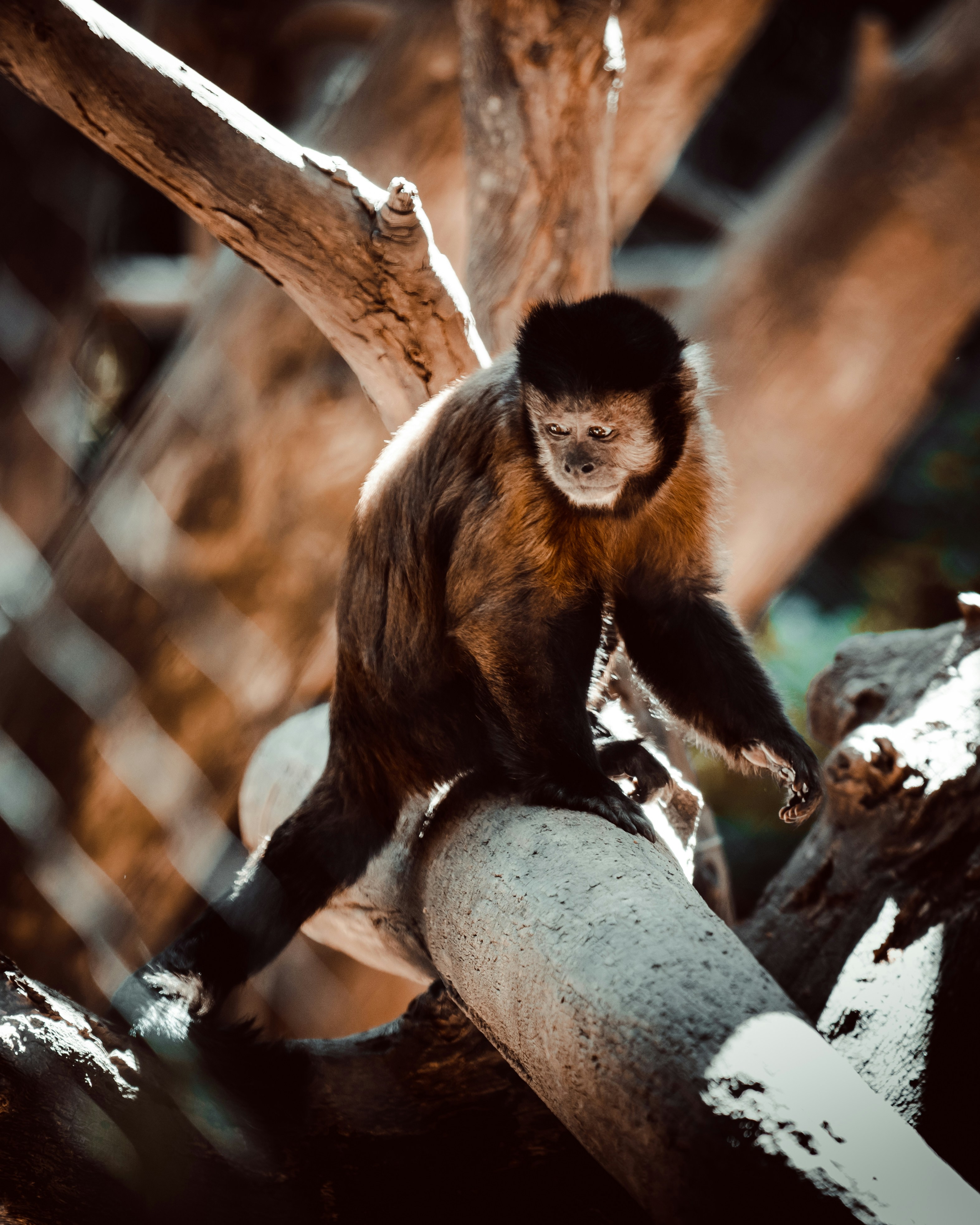 A capuchin monkey perched on a tree branch, observing its surroundings with keen interest. The warm tones highlight its expressive features.