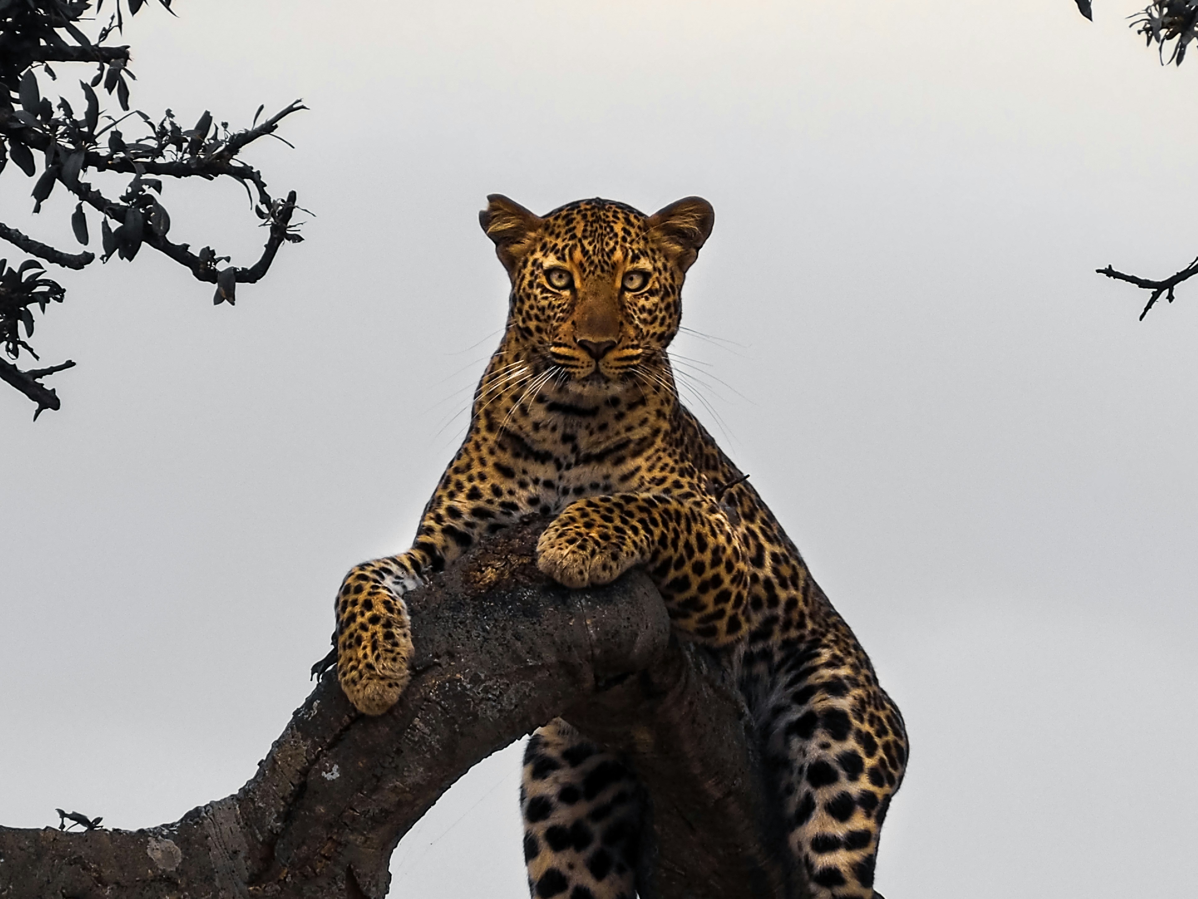 Léopard sur l’arbre pendant la journée photo – Photo Léopard Gratuite ...