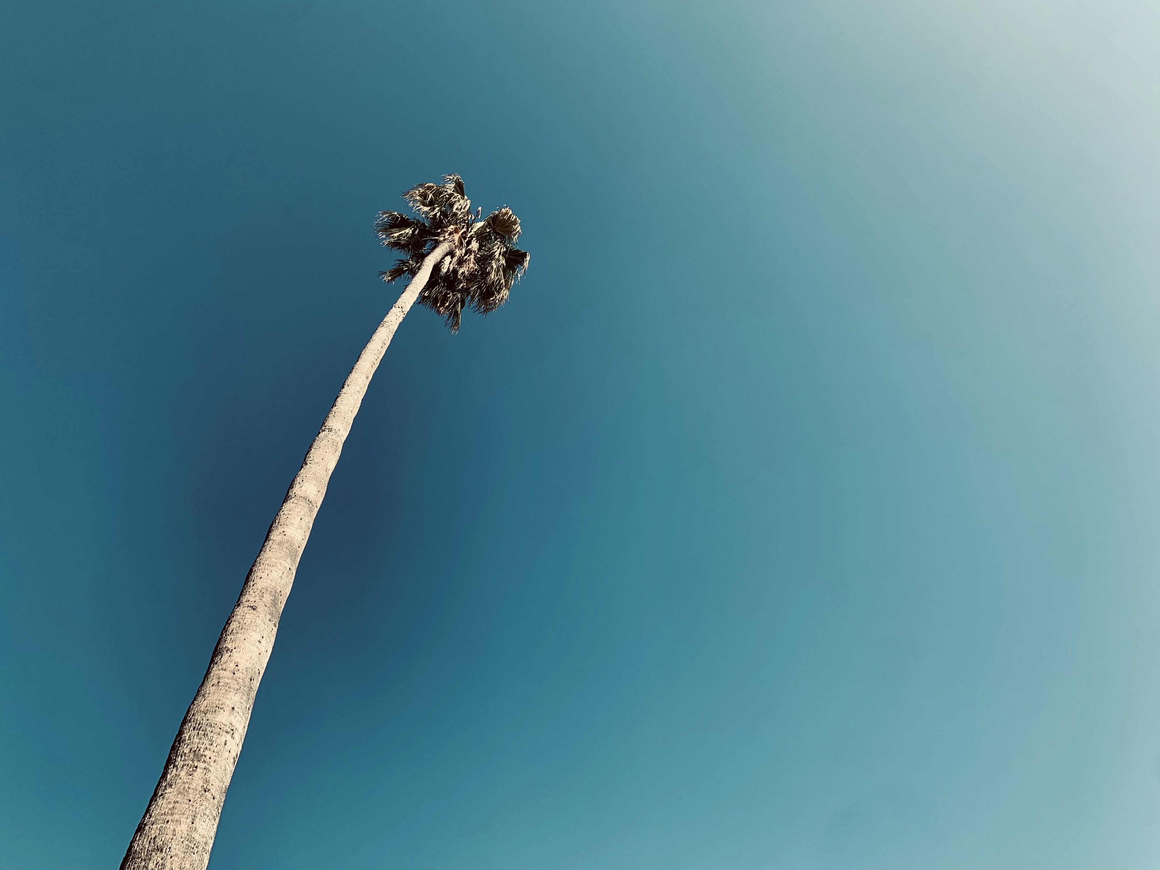 Cerulean Reach: A Lone Palm Leaning Toward the Sky