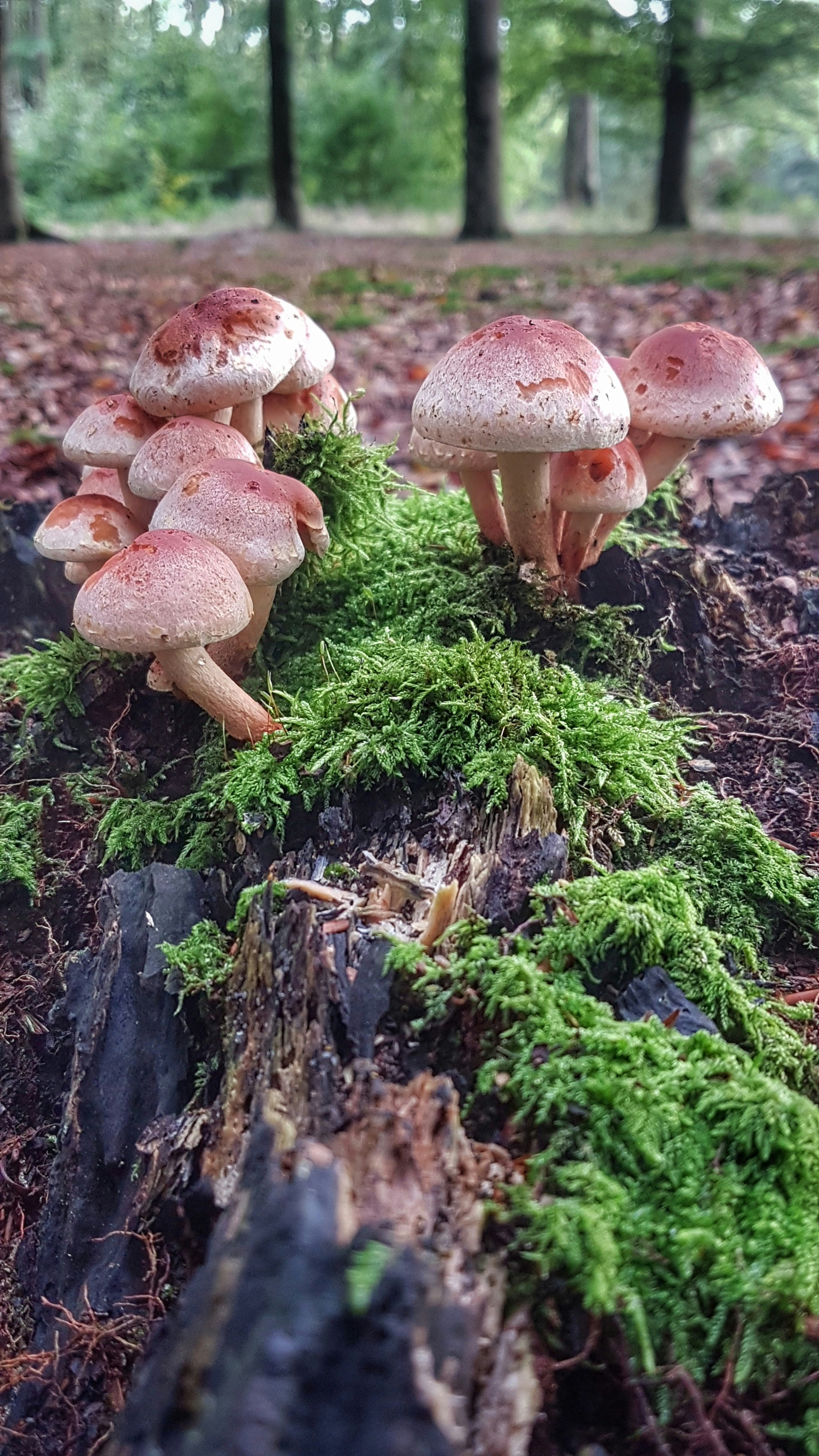 Pink-capped mushrooms cluster on a mossy log beneath a quiet forest canopy