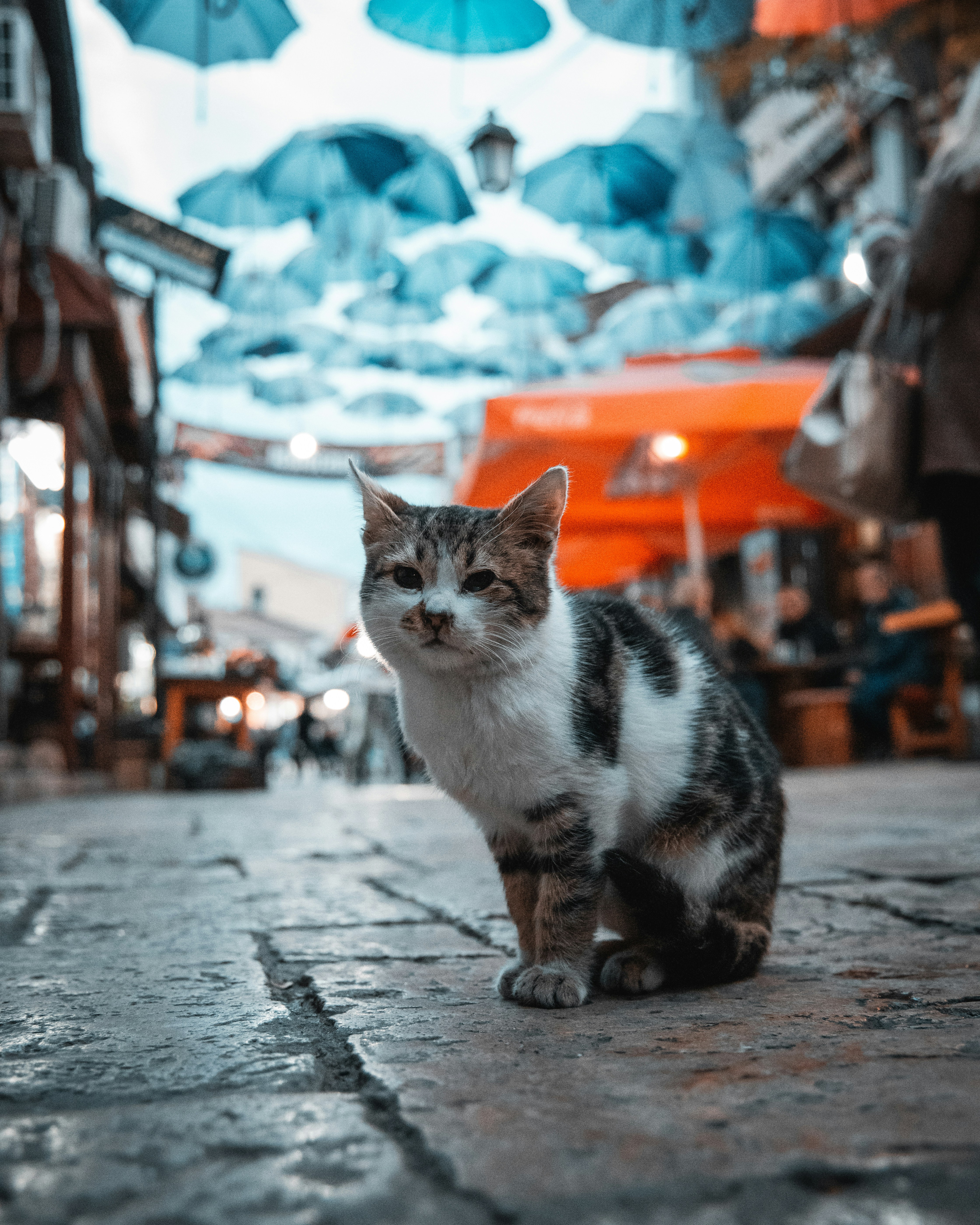 Cat on street 