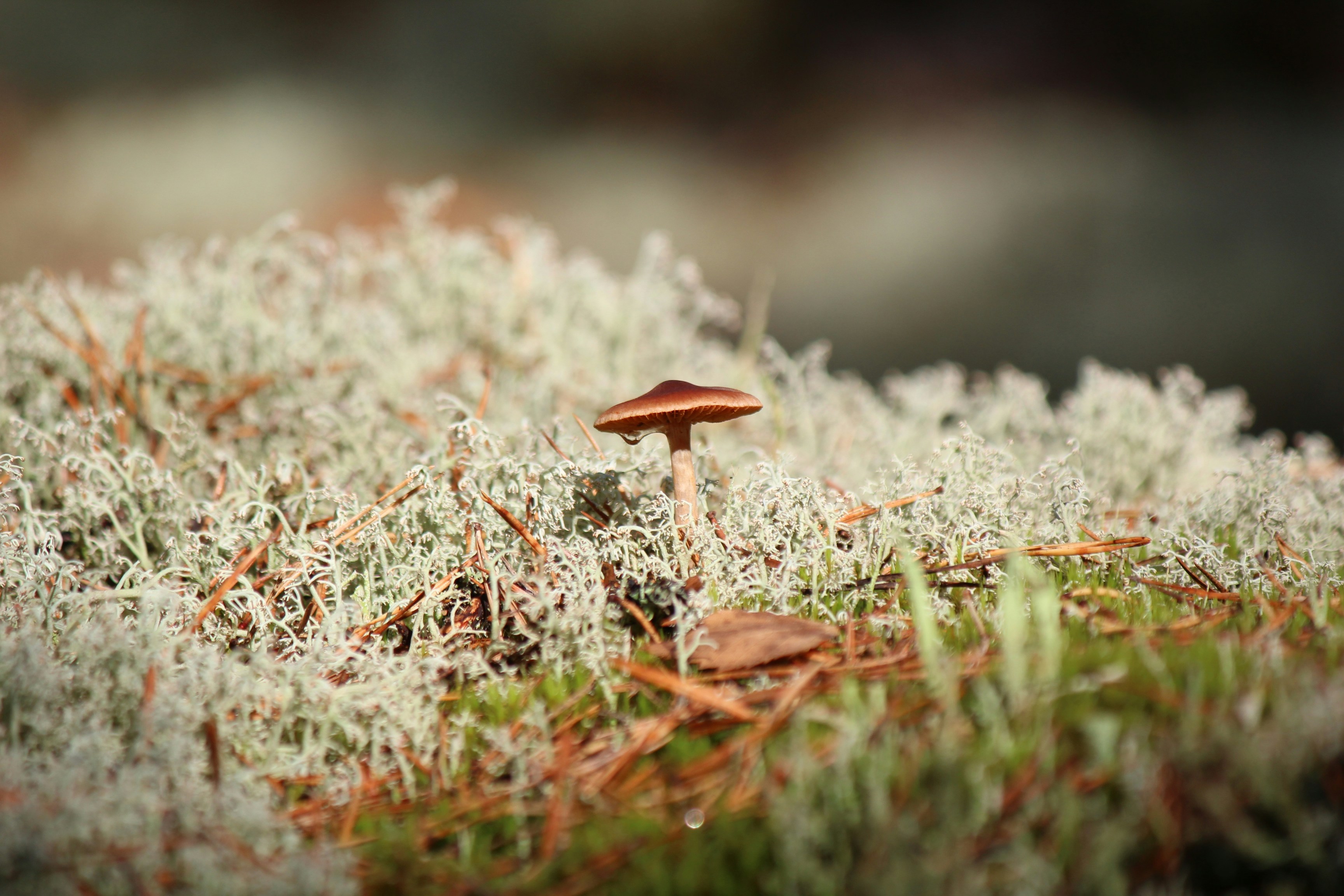 Solitary mushroom emerging from a textured bed of moss and lichen.