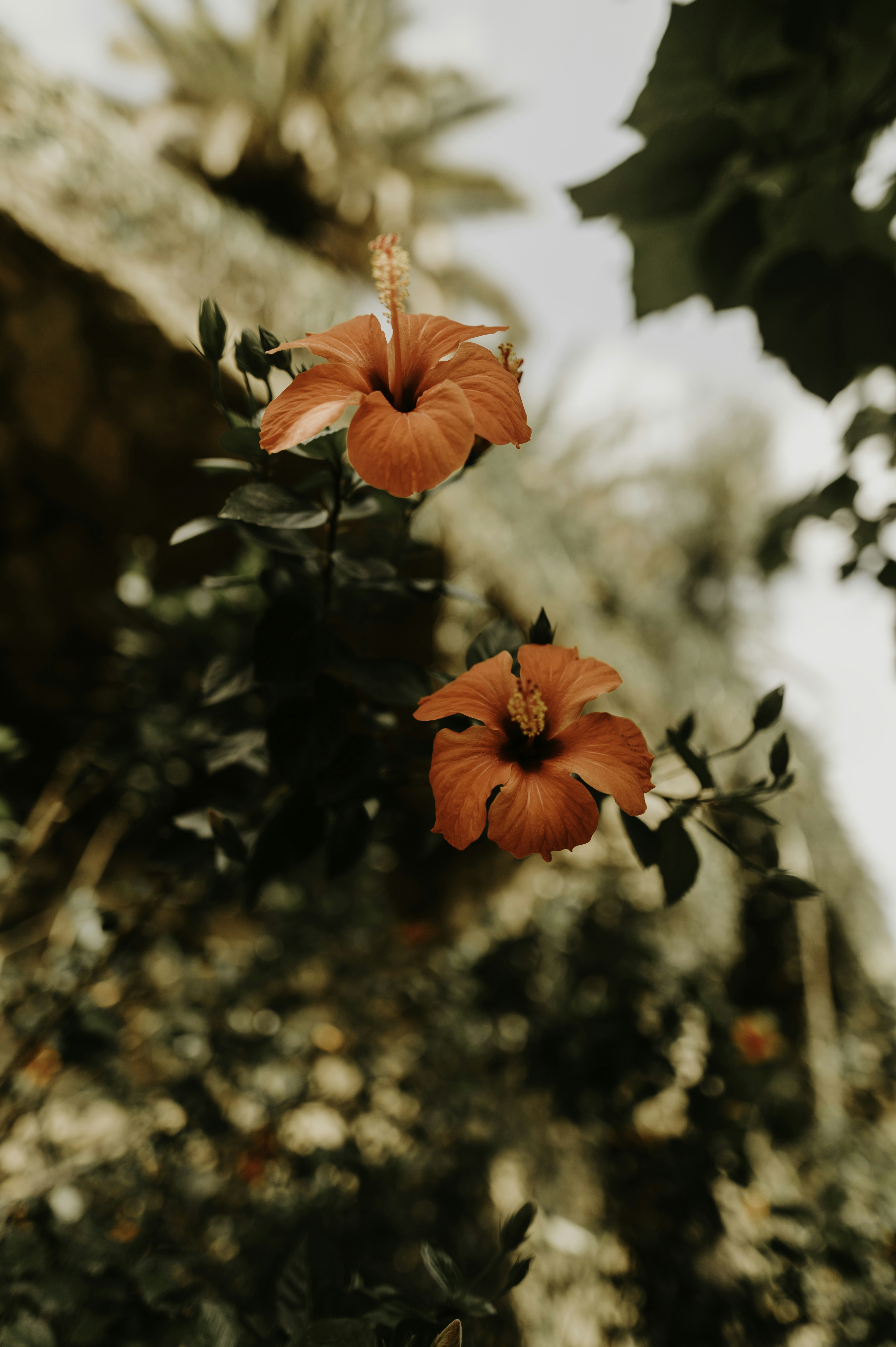 Amber Hibiscus in a Sunlit Garden: A Quiet Floral Moment