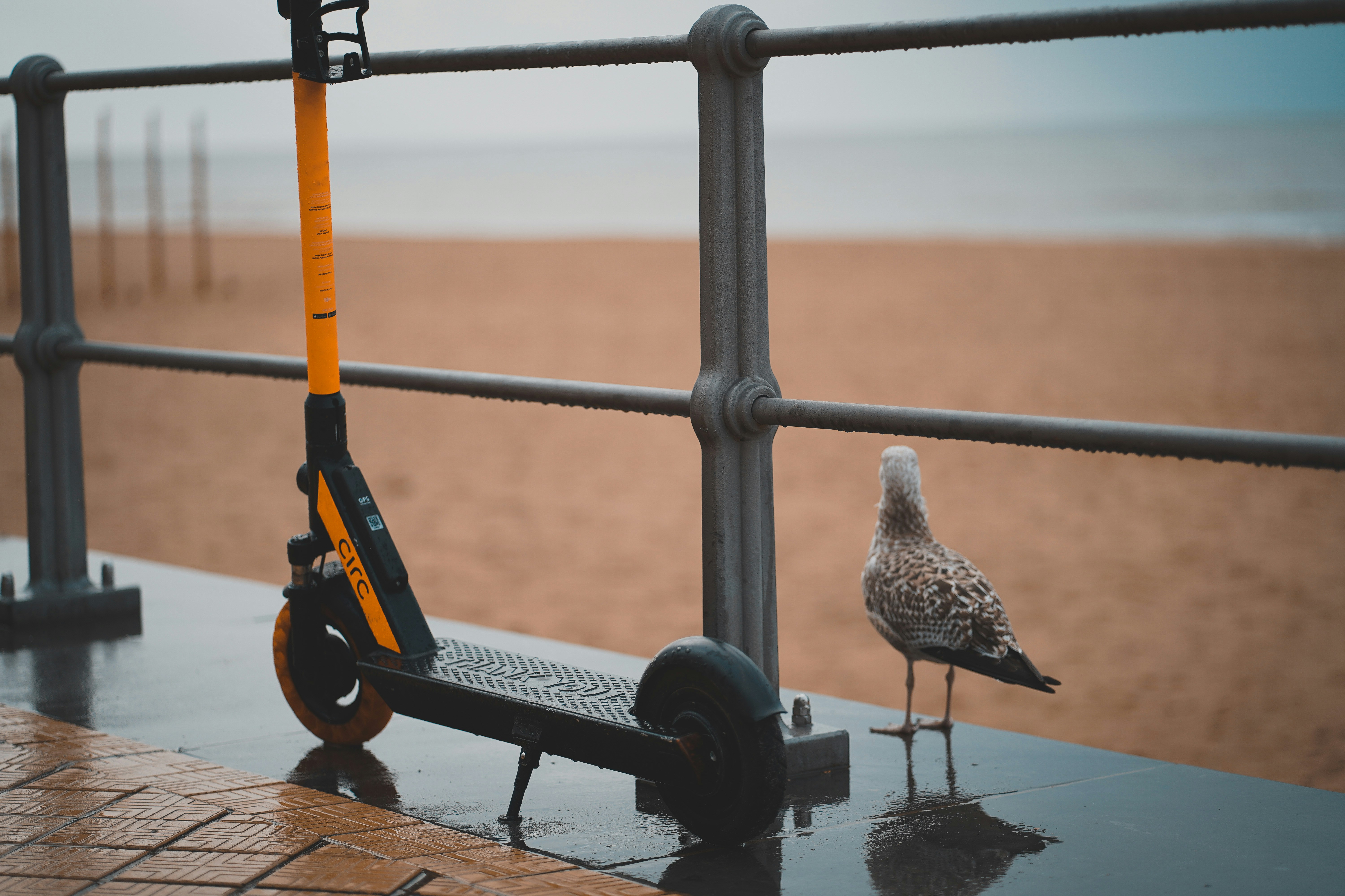 Rain-Washed Promenade: The Yellow Scooter and a Patient Seagull by the Rail