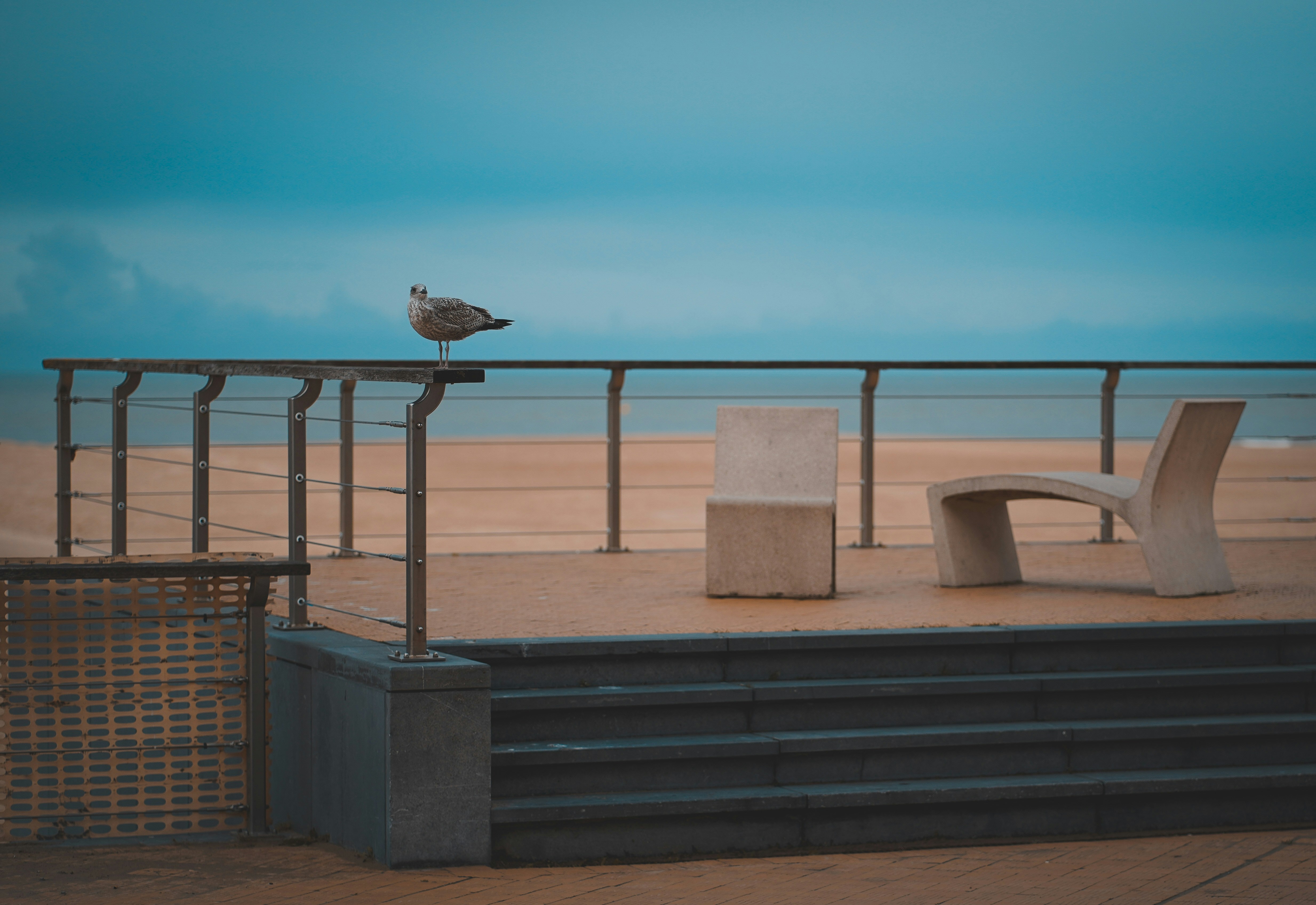 Seagull on the Pier: A Quiet Moment by the Rail