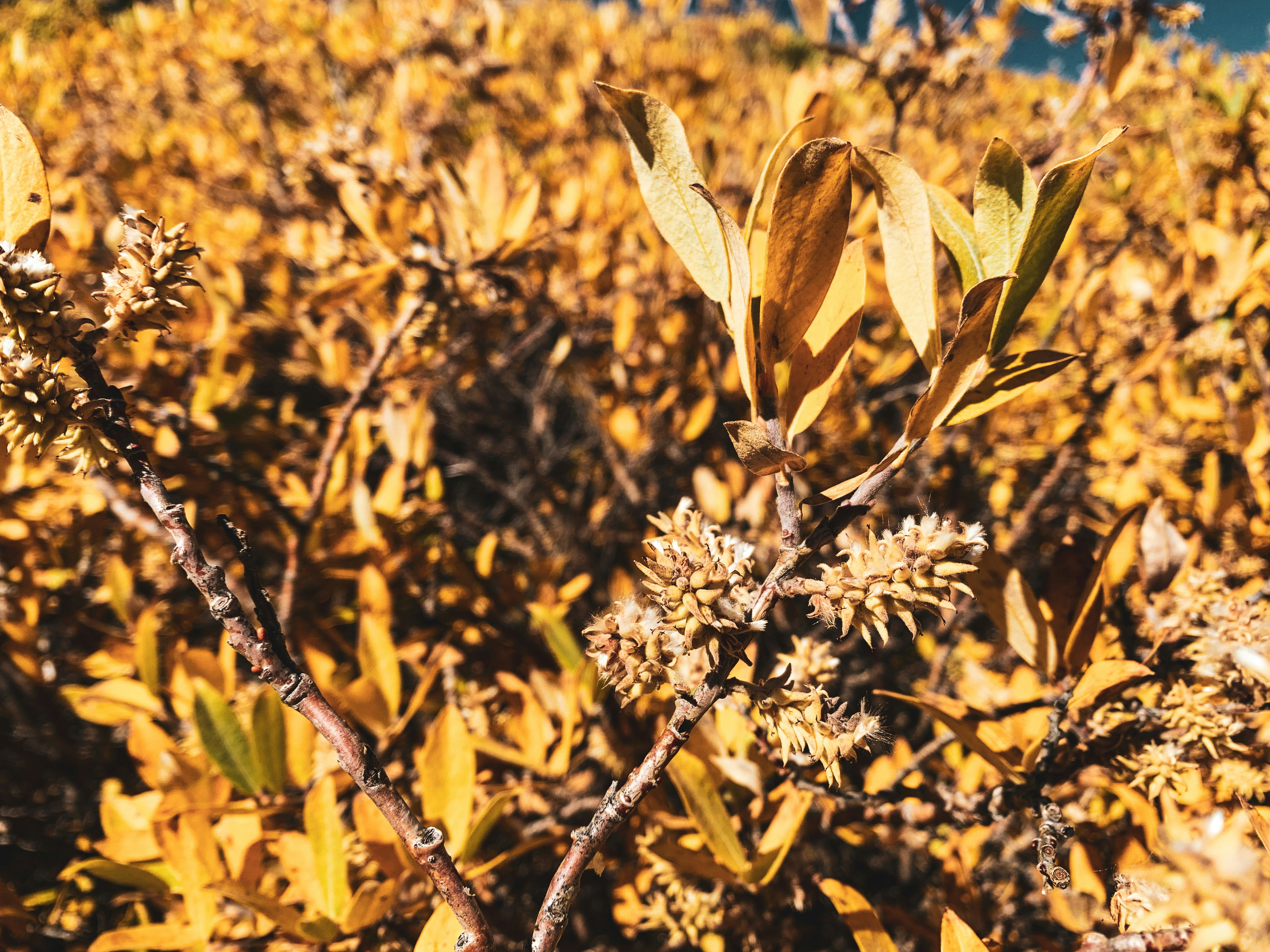 Sunlit shrub with golden leaves and small white blossoms.