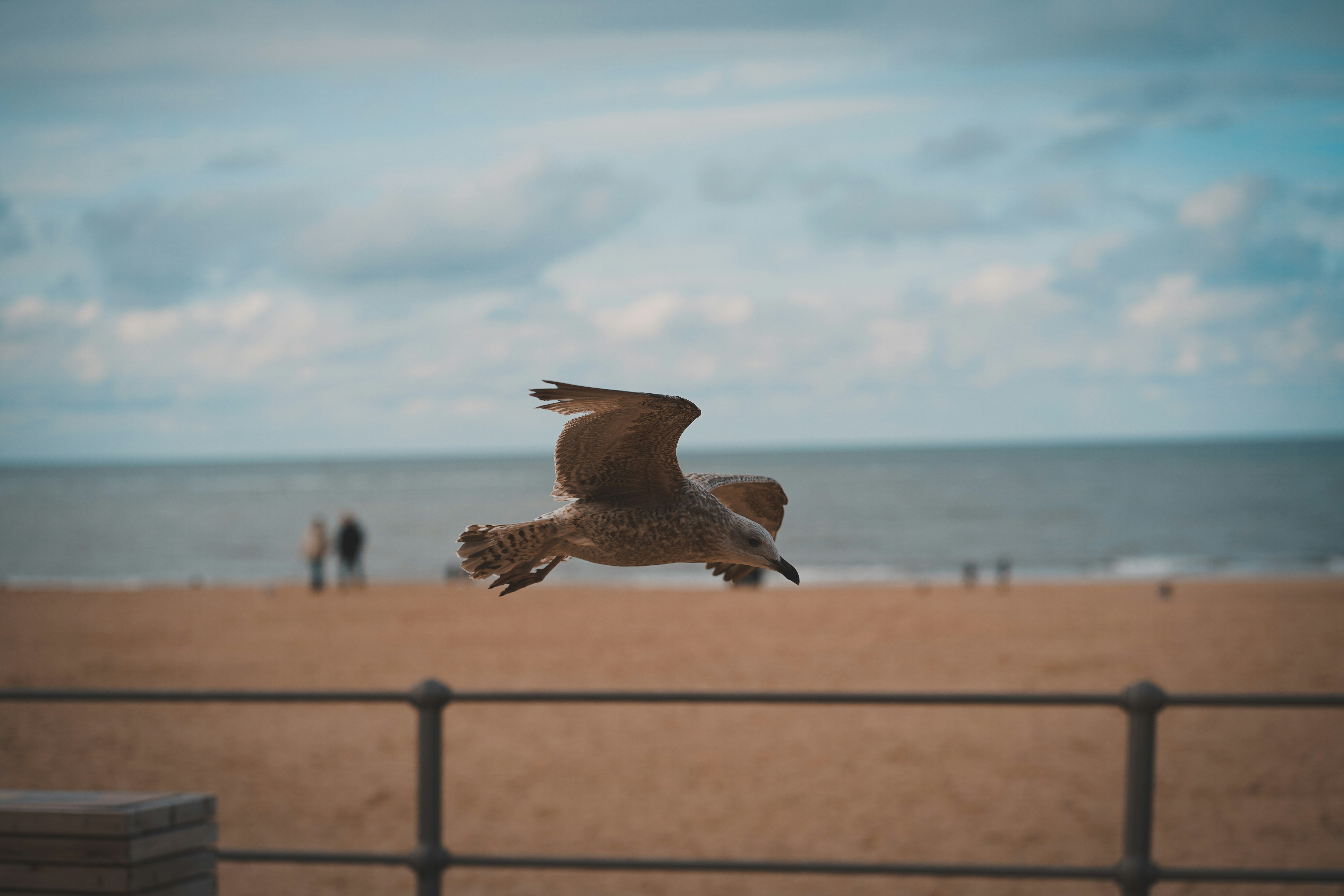 Wingbeat over the Seaside: Gull in Flight Above a Quiet Boardwalk