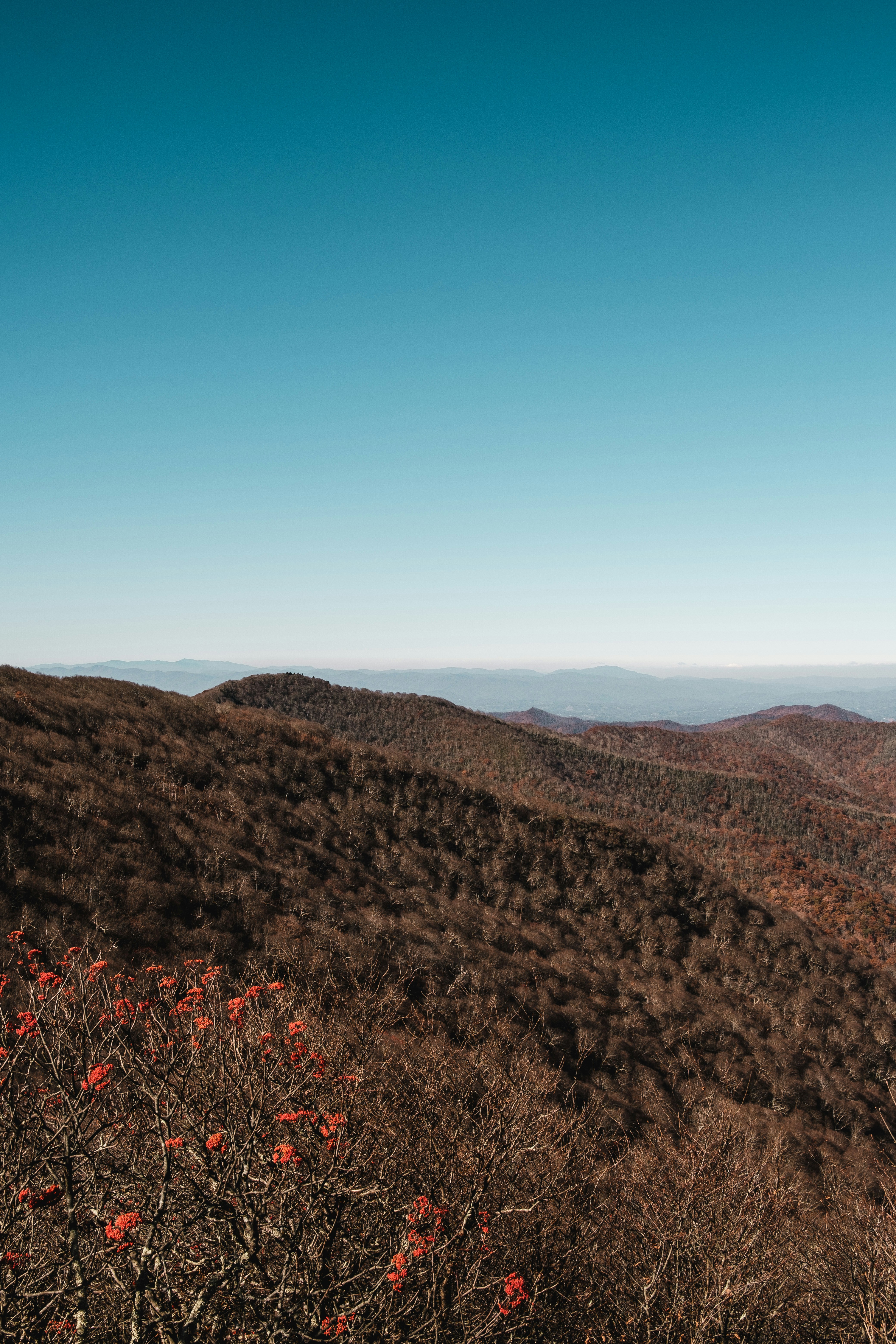 Rolling hillside covered in bare trees with hints of red foliage under a clear blue sky; expansive ridge line suggests distant mountains and a seasonal transition.