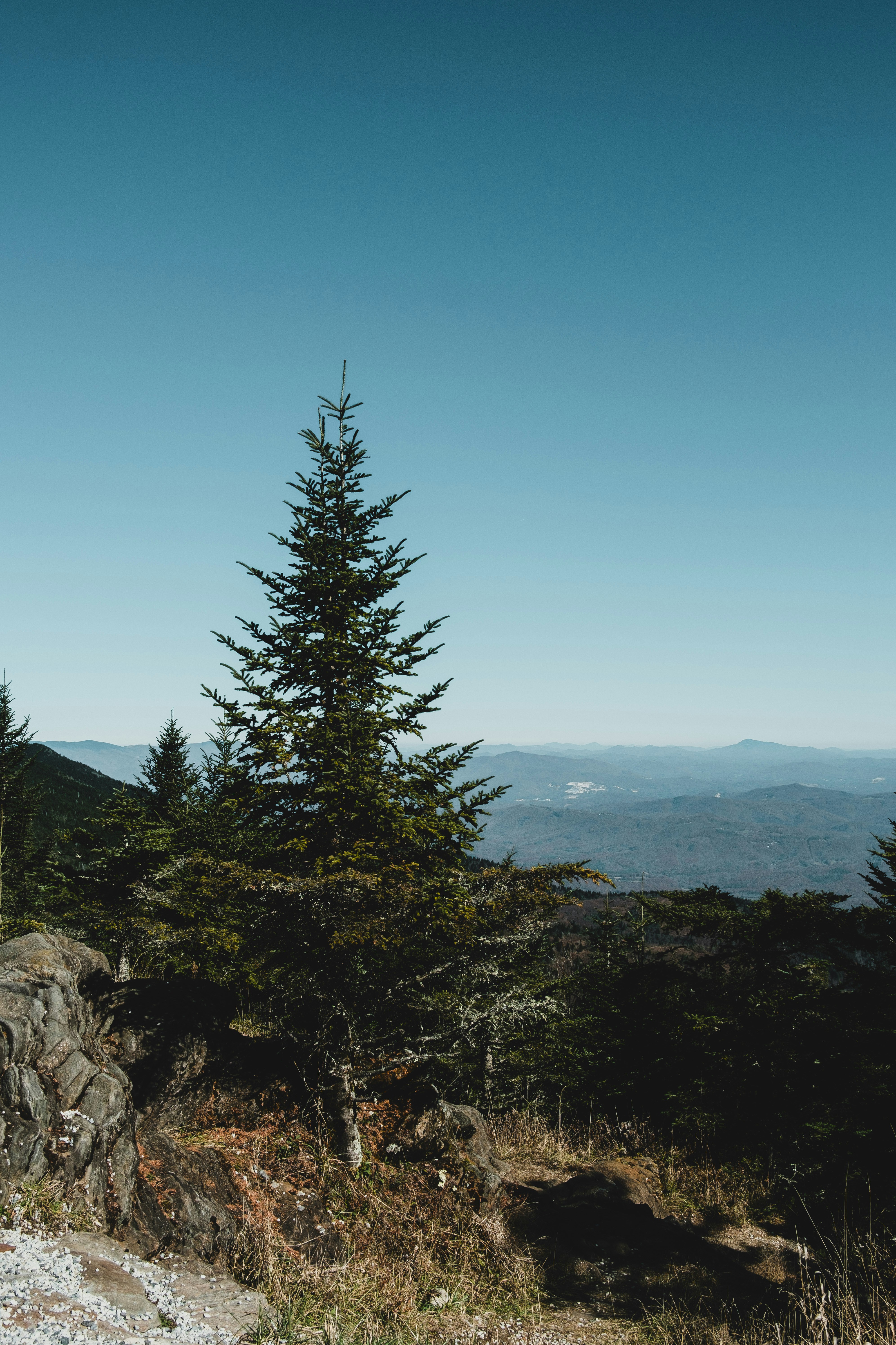 350+ Pine Tree Pictures | Download Free Images & Stock Photos on Unsplash