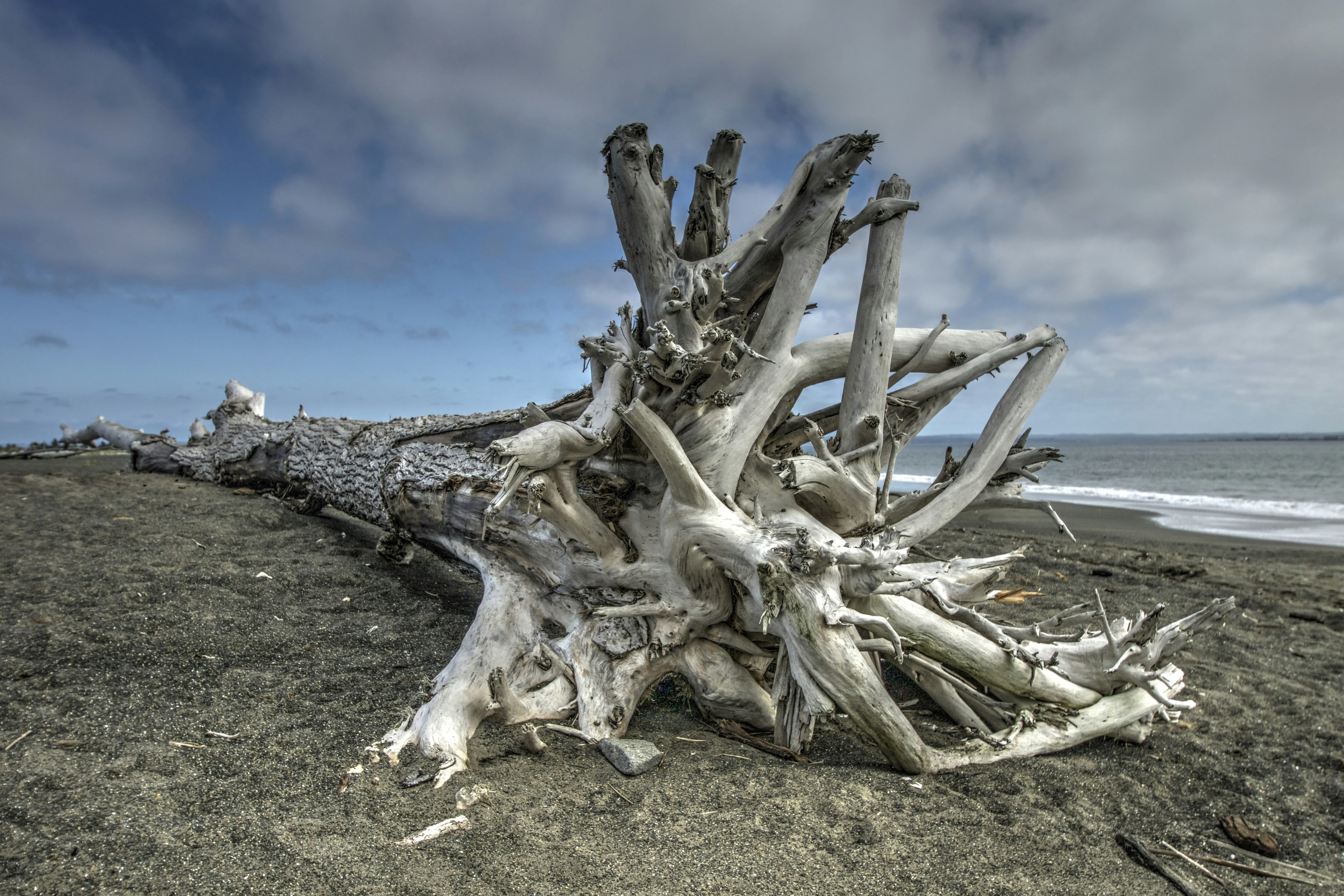 Driftwood at Ocean Shores, Washington | brown tree log