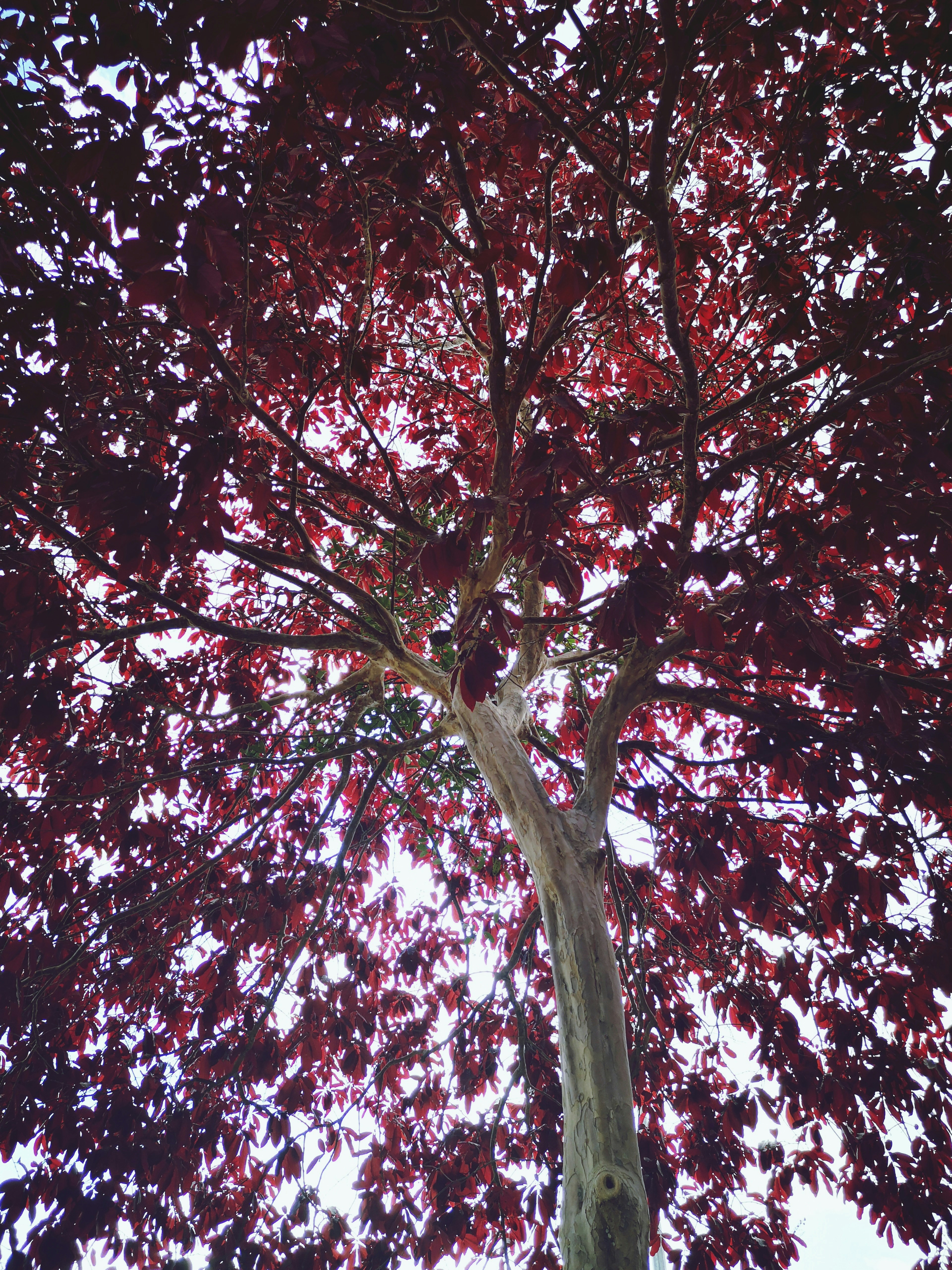 Crimson Cathedral: A Skyward Portrait of a Red-Leaf Tree