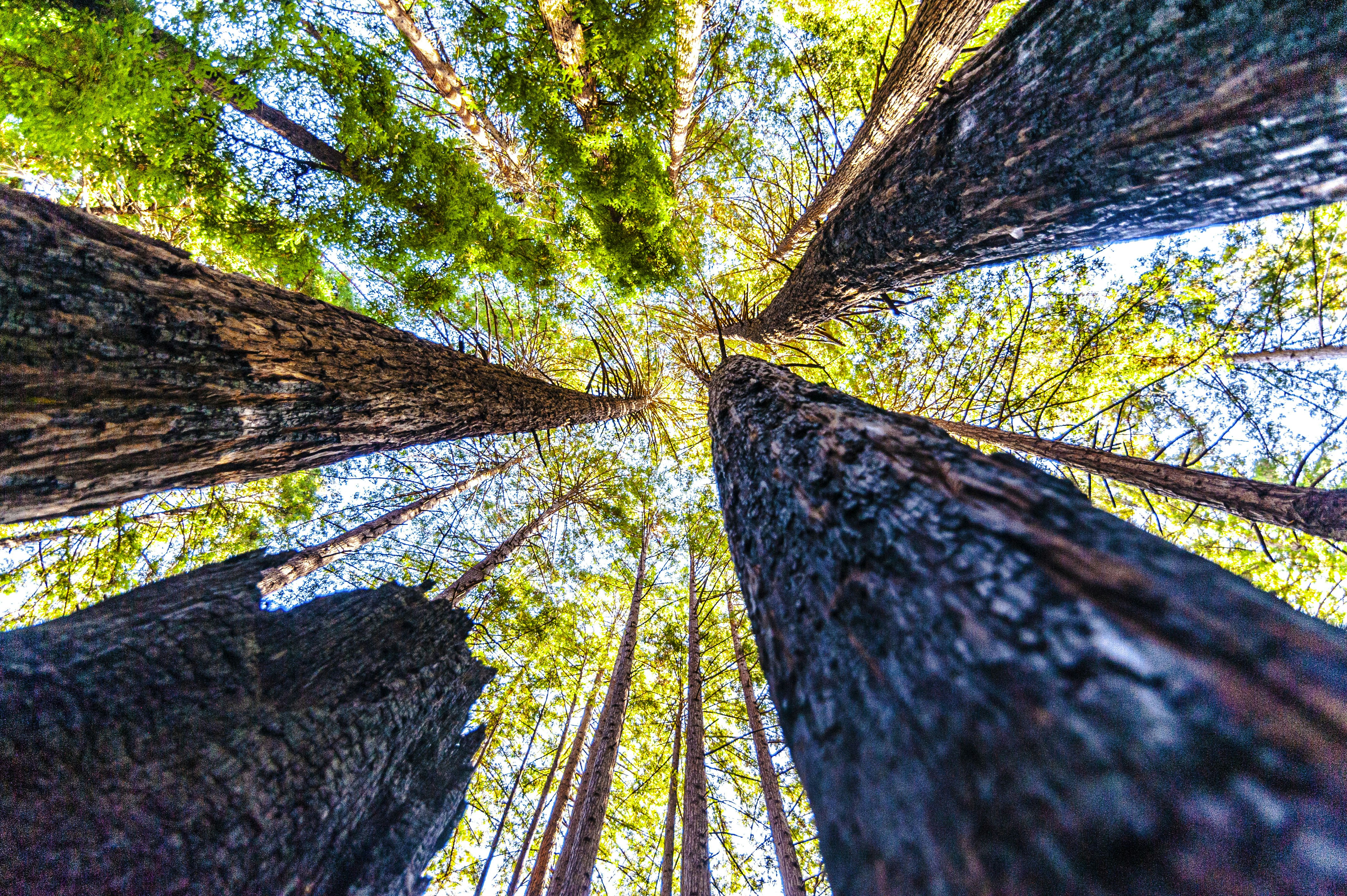 Tall trees photo – Free Tree Image on Unsplash