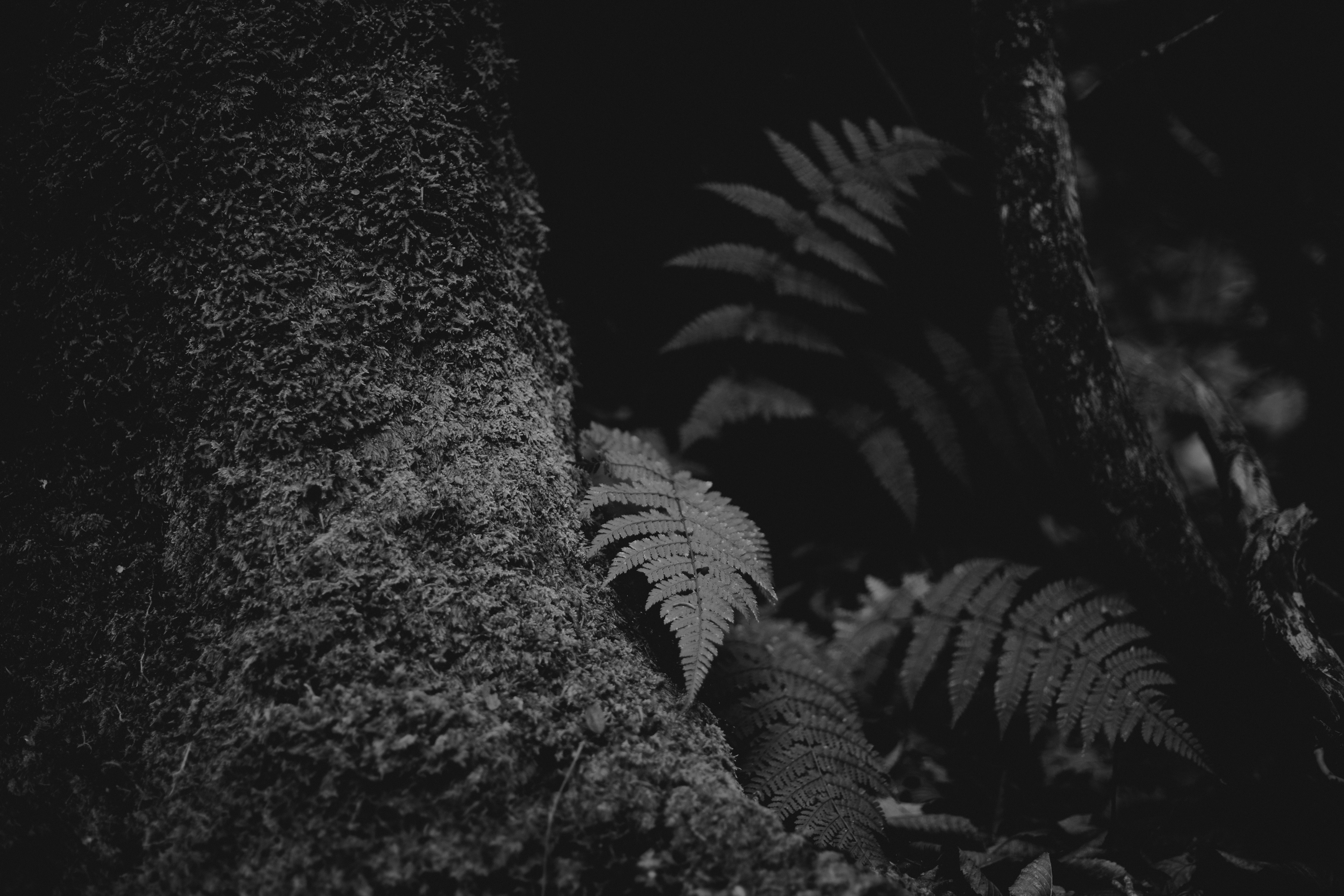 Grayscale photography of fern plant beside tree roots photo – Free ...
