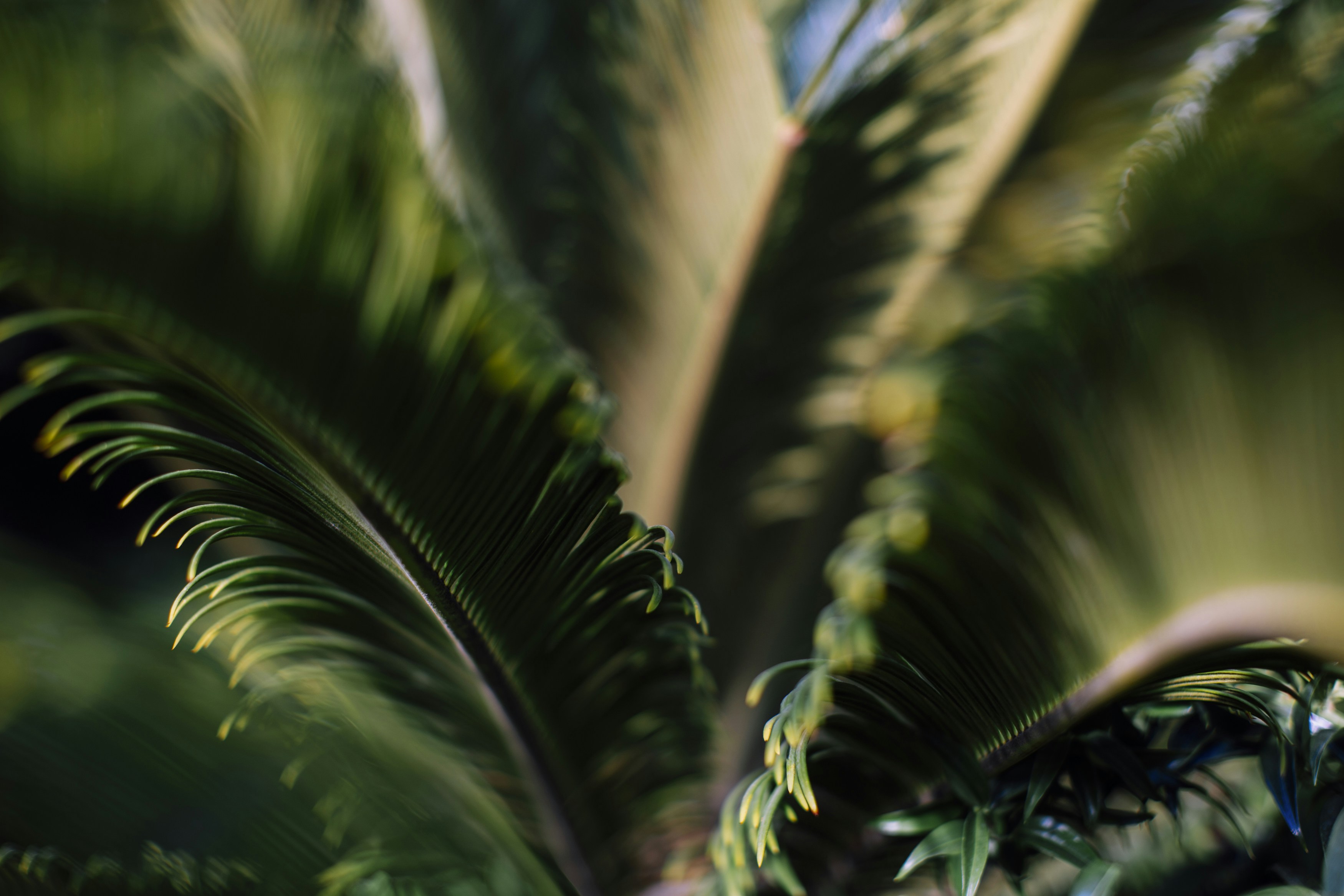 Lush palm fronds intertwine, creating a vibrant tapestry of green hues and soft shadows. The interplay of light accentuates the natural textures.