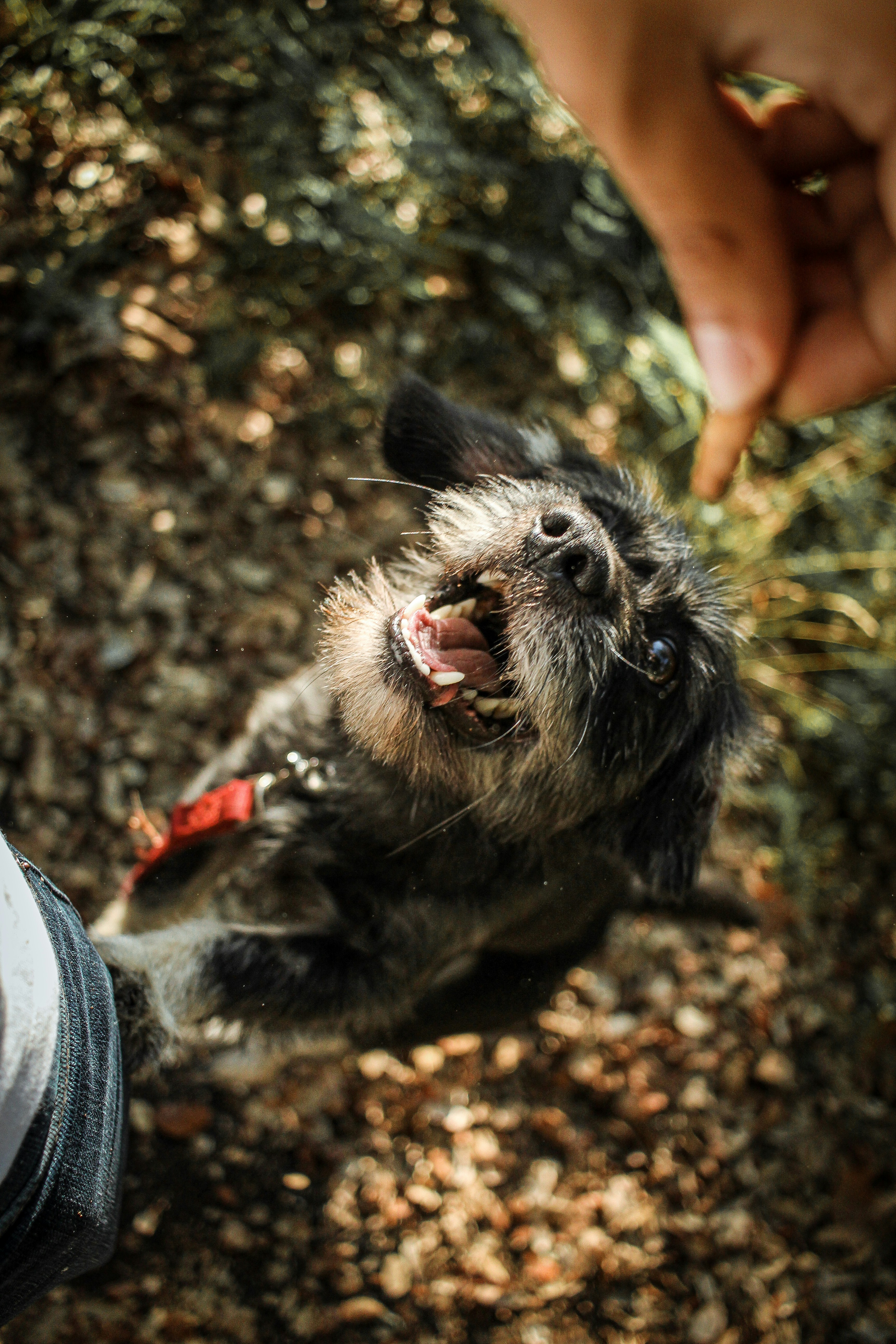 Playful dog eagerly reaching for a treat held by a hand, surrounded by a natural setting with scattered leaves.