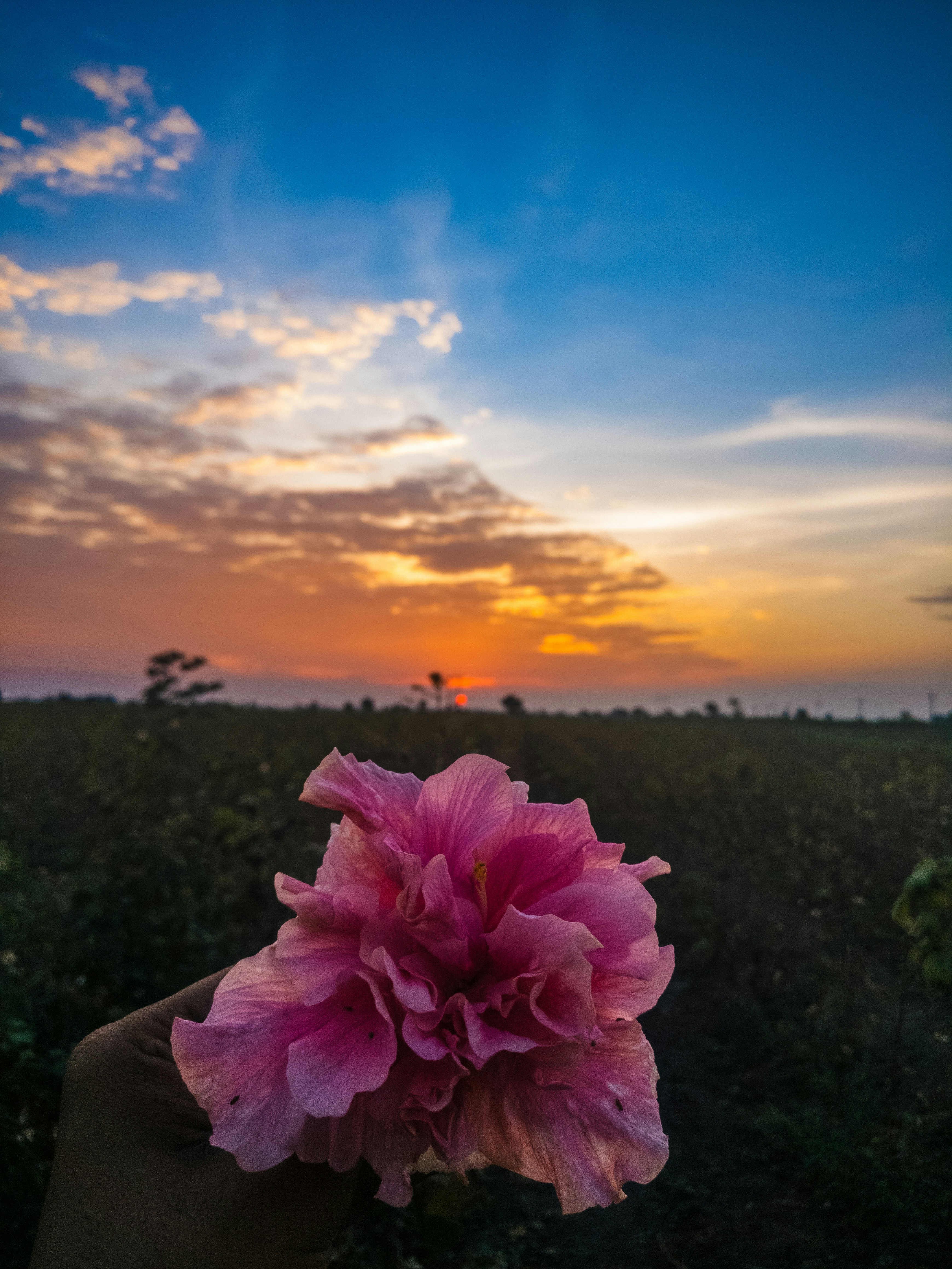 A hand holds a vibrant pink flower against a colorful sunset backdrop, highlighting the contrast between nature's beauty and the fading day.