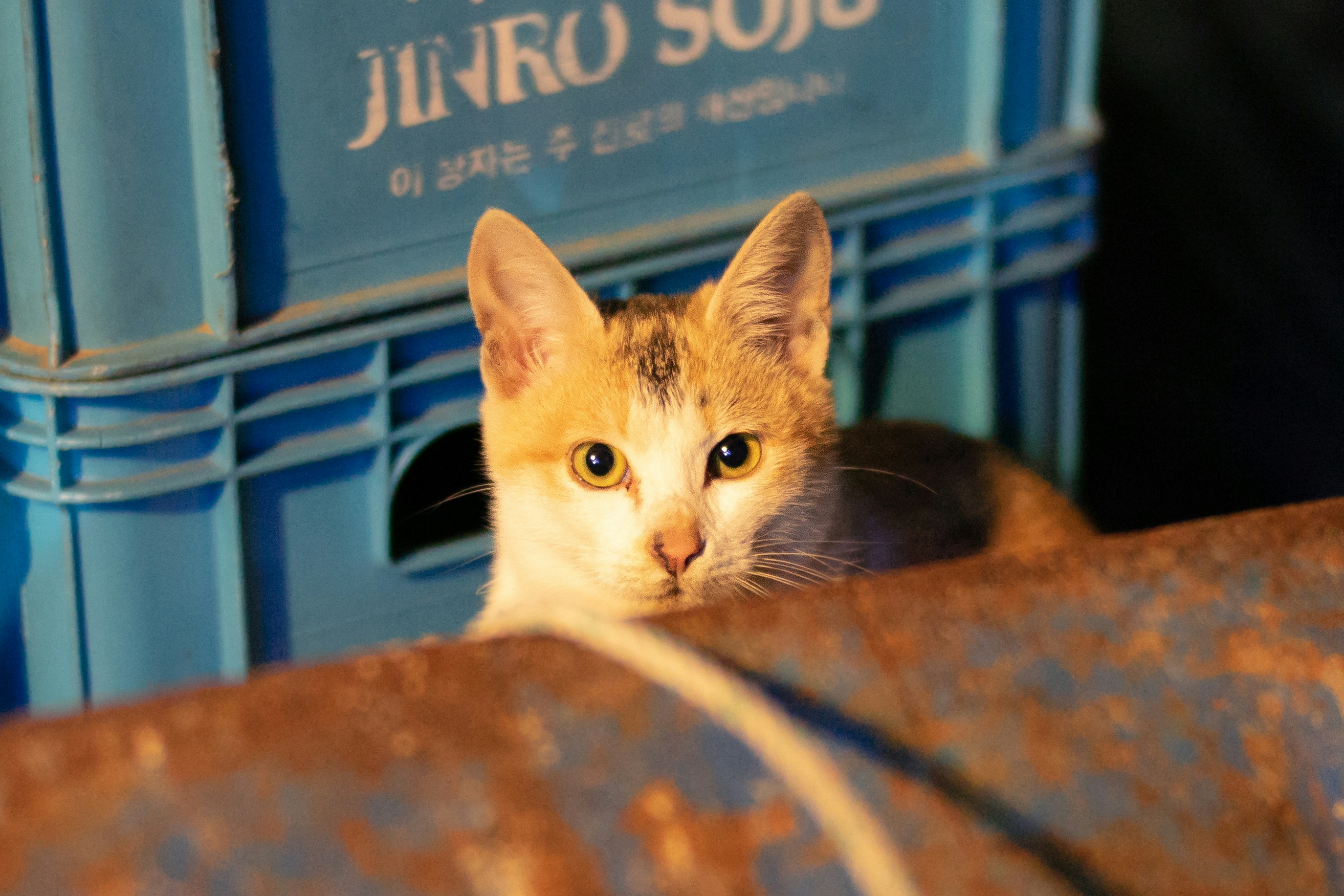 Hidden Gaze: A Curious Cat Emerges from the Blues and Rust