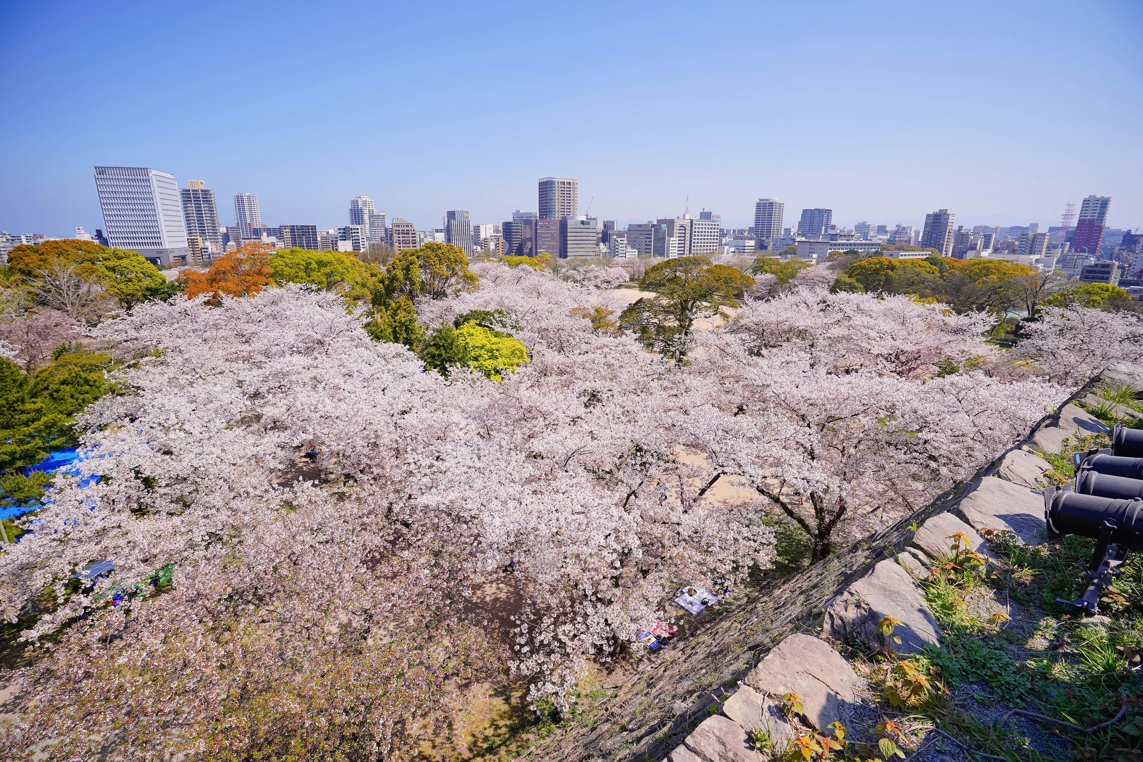 Vibrant cherry blossoms blanket the landscape, contrasting with the modern city skyline in the background. The scene captures the harmony between nature and urban life.