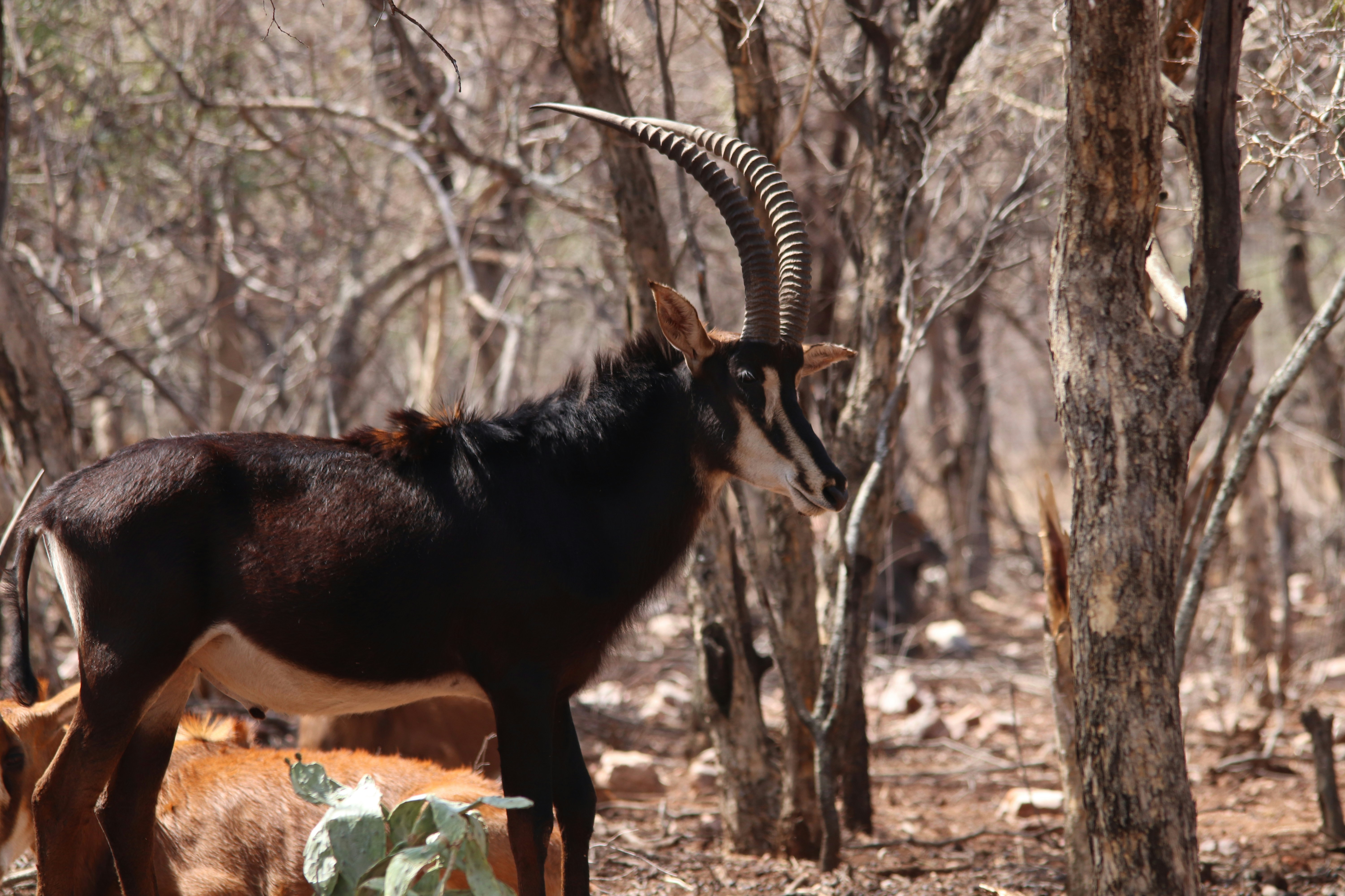 Black and white animal photo – Free South africa Image on Unsplash