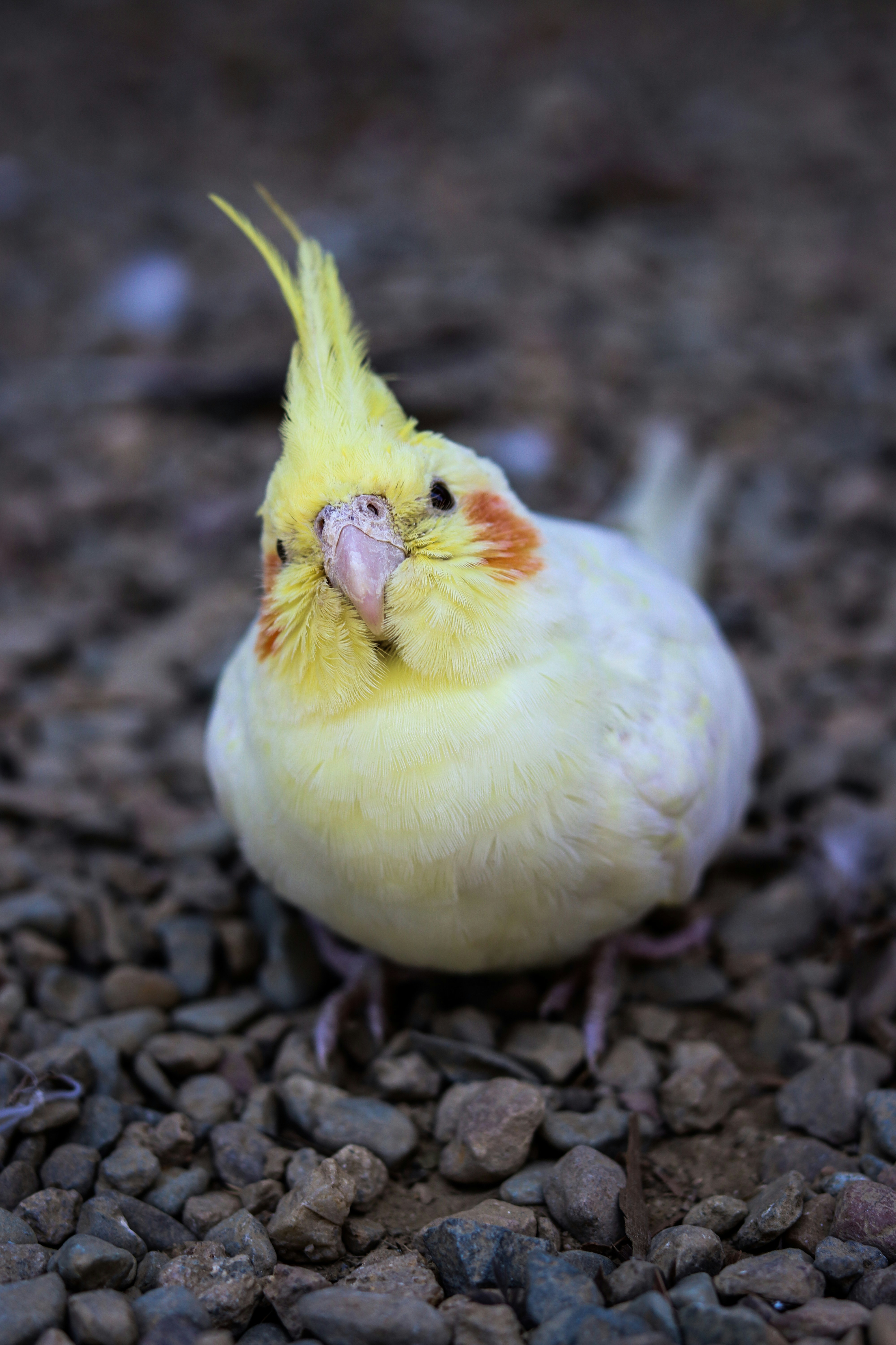 Yellow cockatiel photo – Free Animal Image on Unsplash