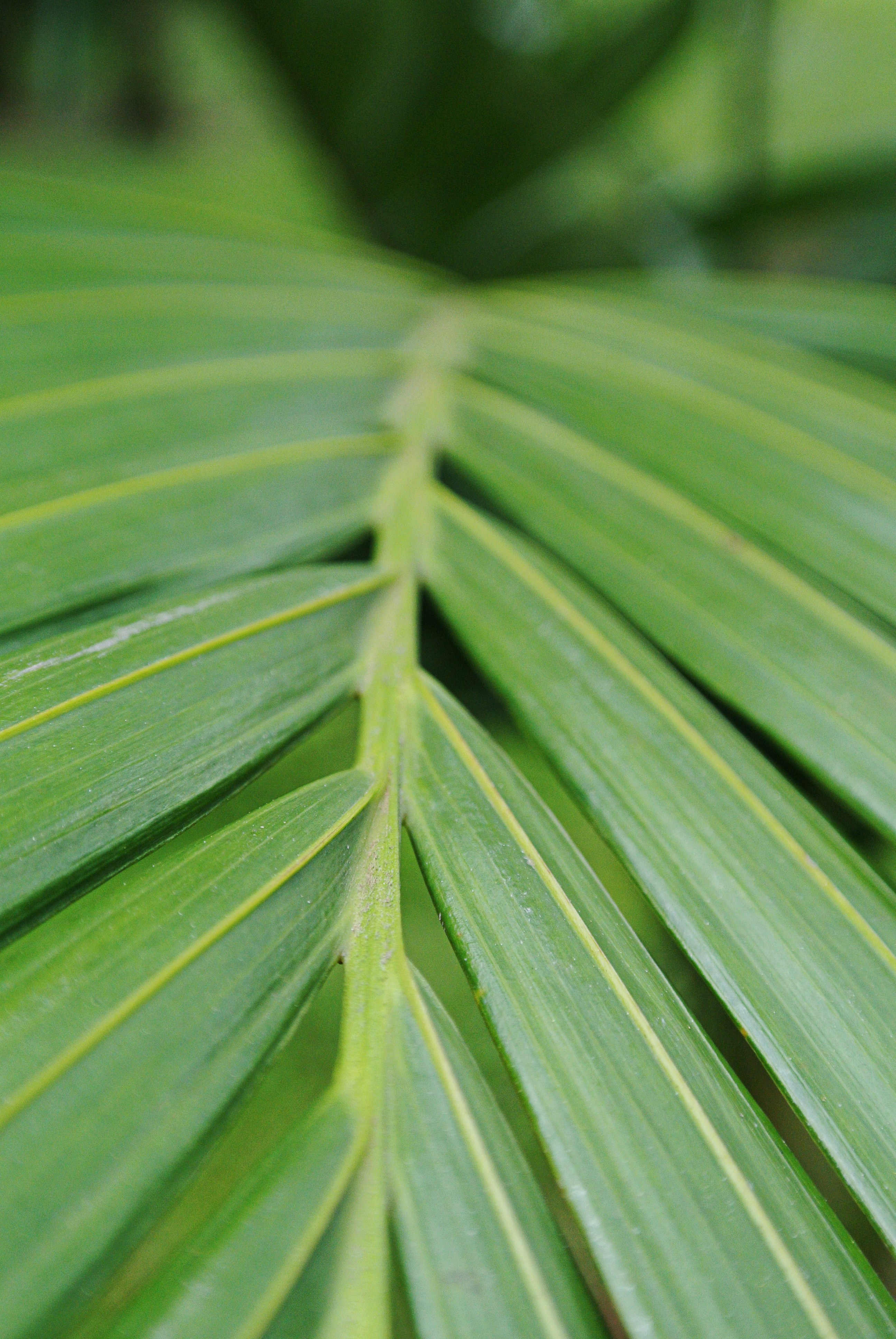 Close-up of a palm leaf showcasing its detailed texture and vibrant green hues.