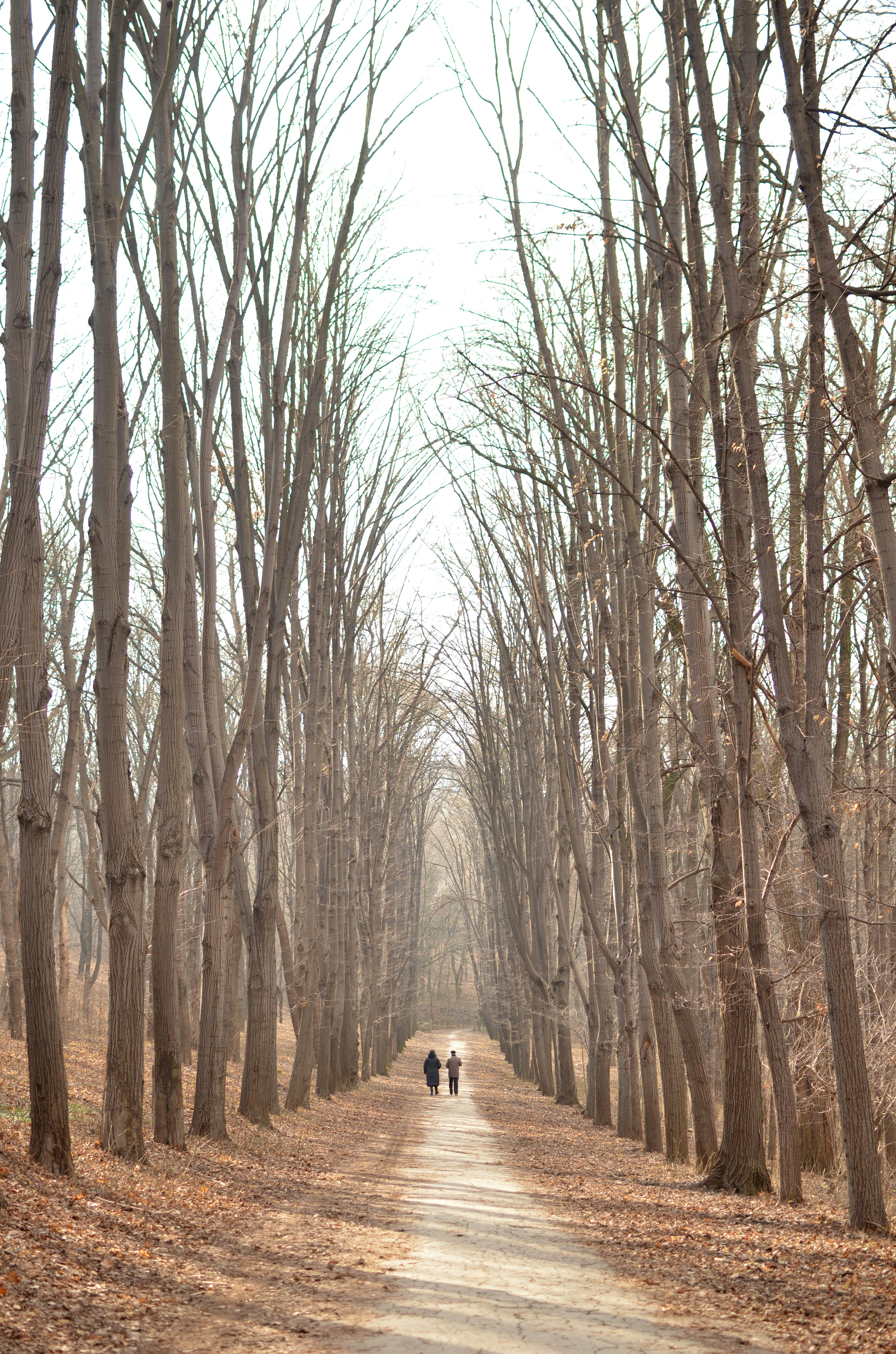 Symmetrical Forest Avenue: Two Figures in the Distant Light