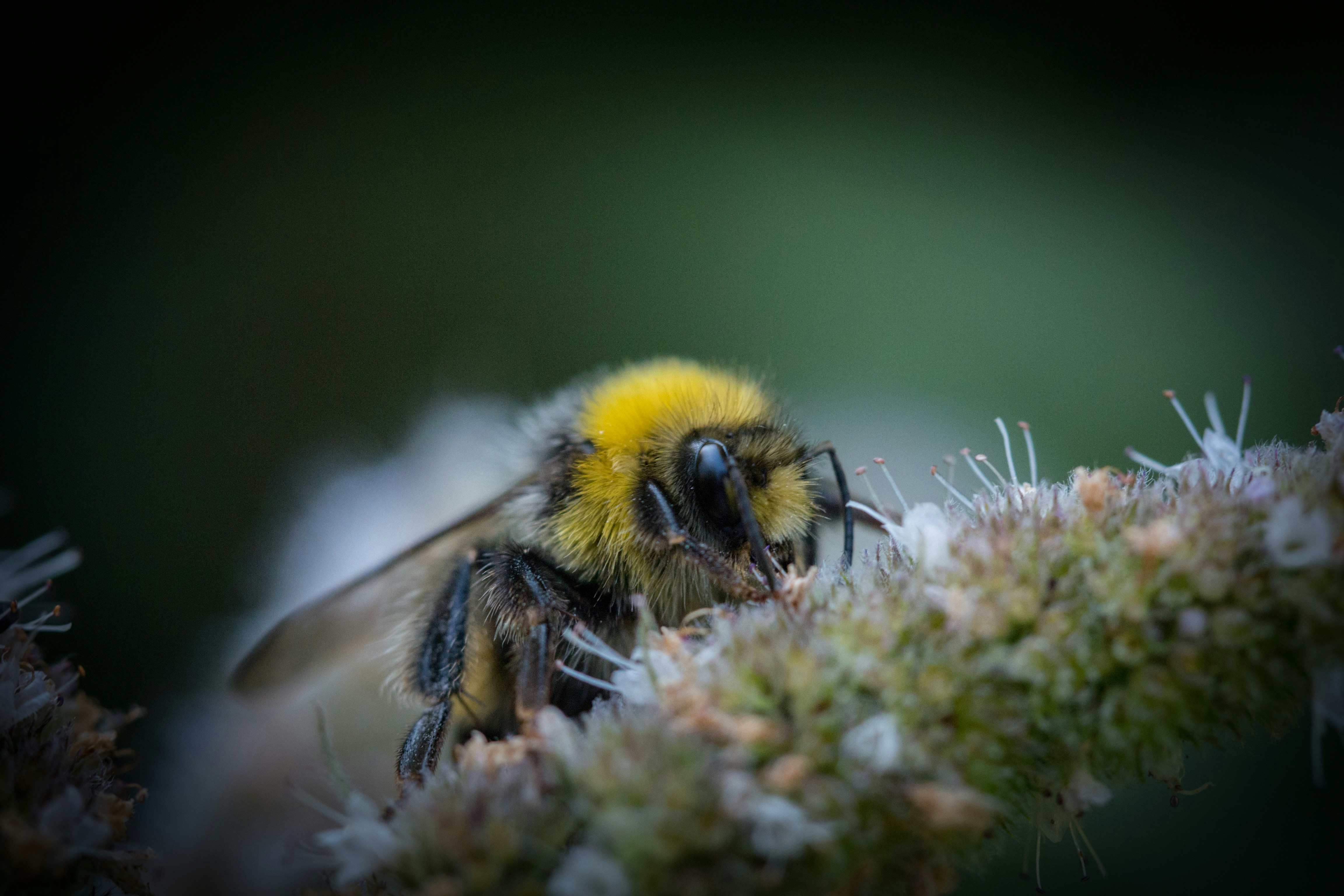 Close-up of a bumblebee collecting nectar from a flower, showcasing its detailed features and vibrant colors.