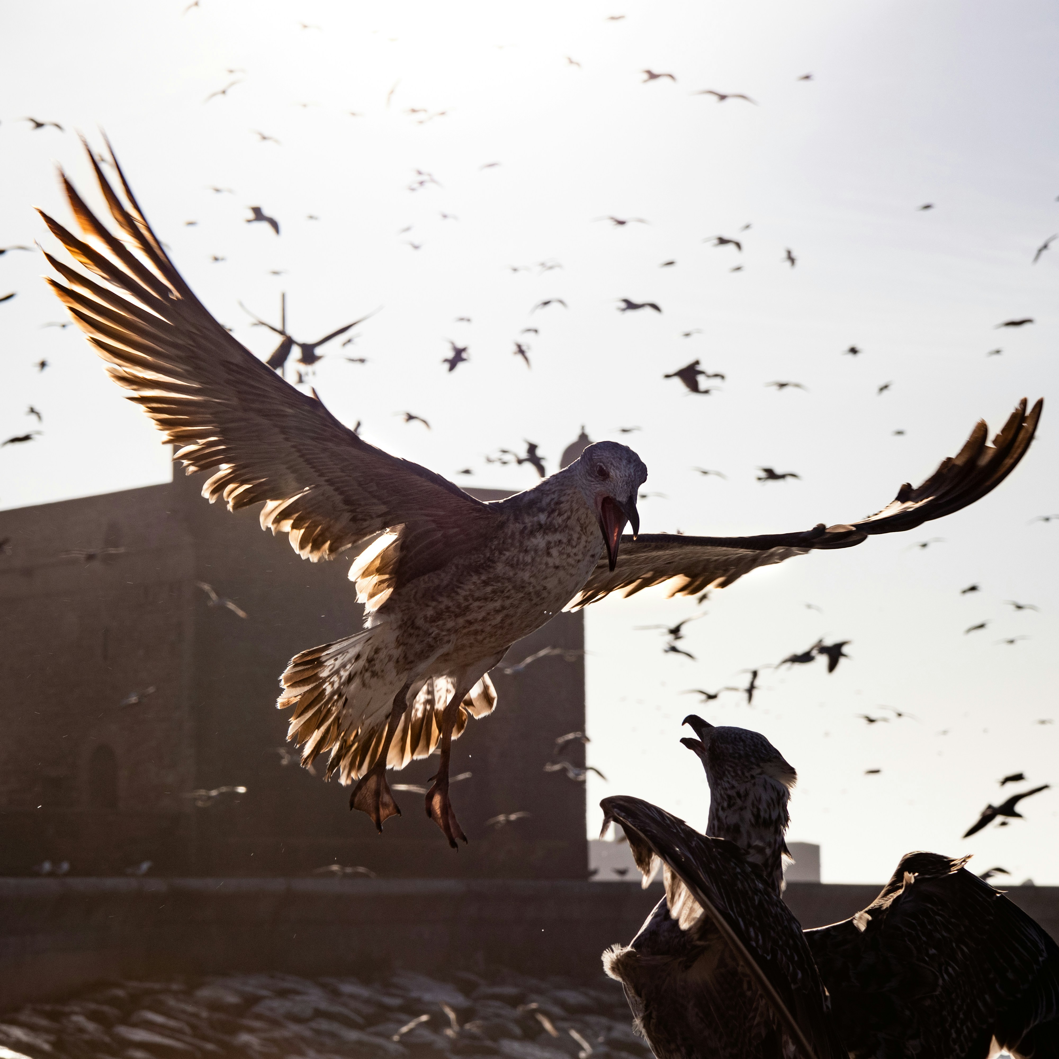 Winged Gambit Over the Fortress